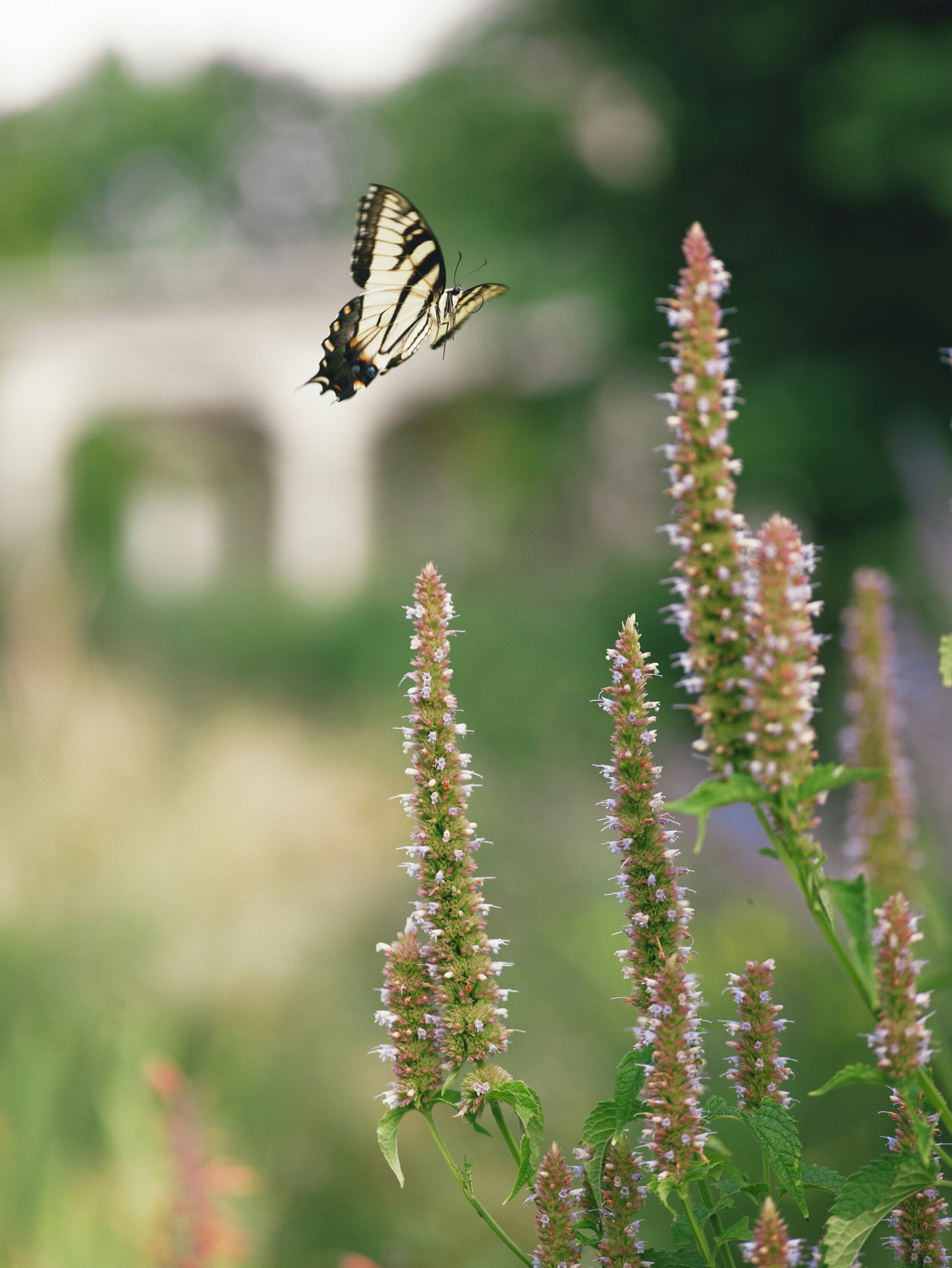 A butterfly flying over a field of flowers photo – Free Grass Image on ...