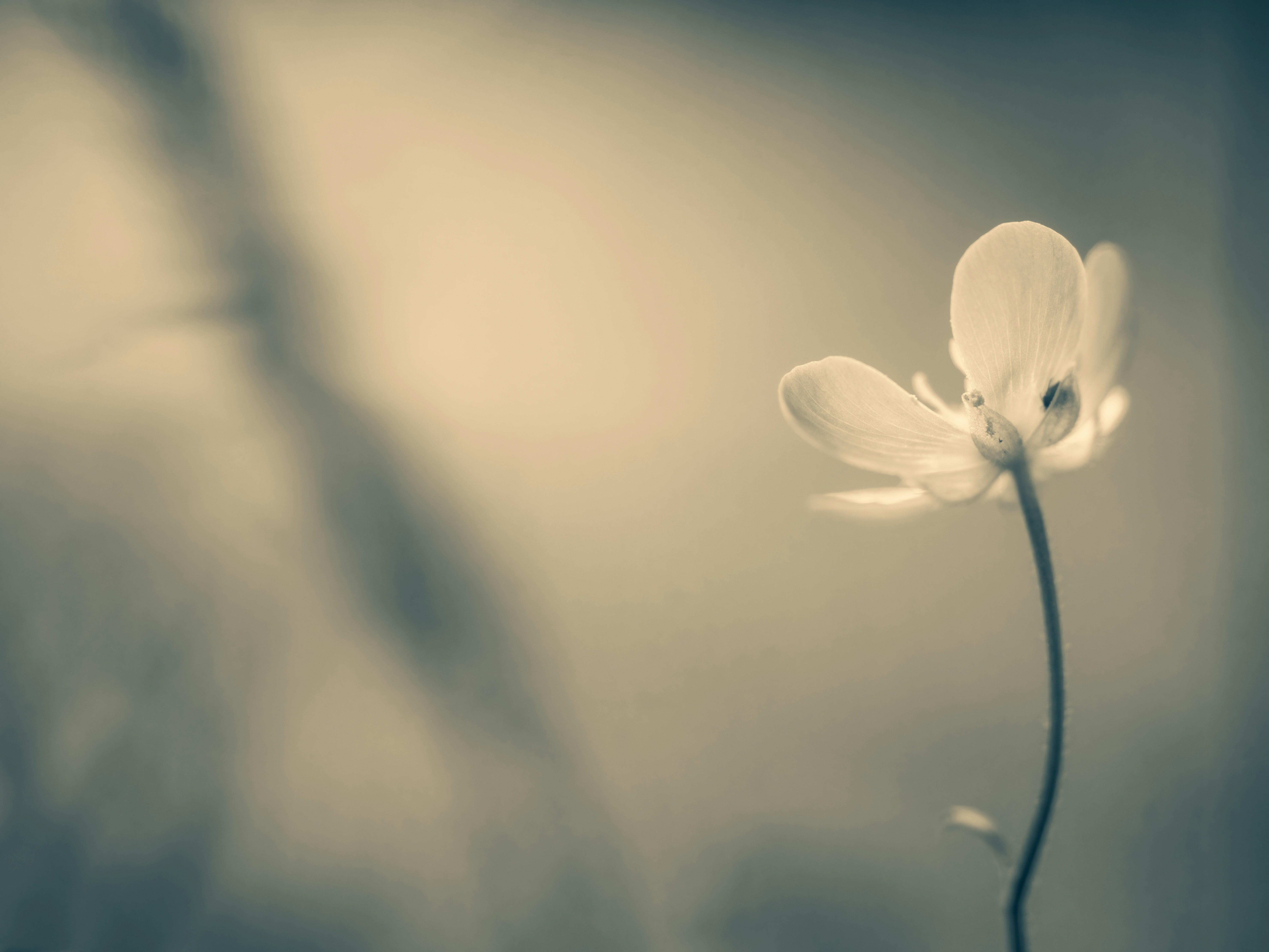 A single white flower with a blurry background photo – Free Monotone flower Image on Unsplash