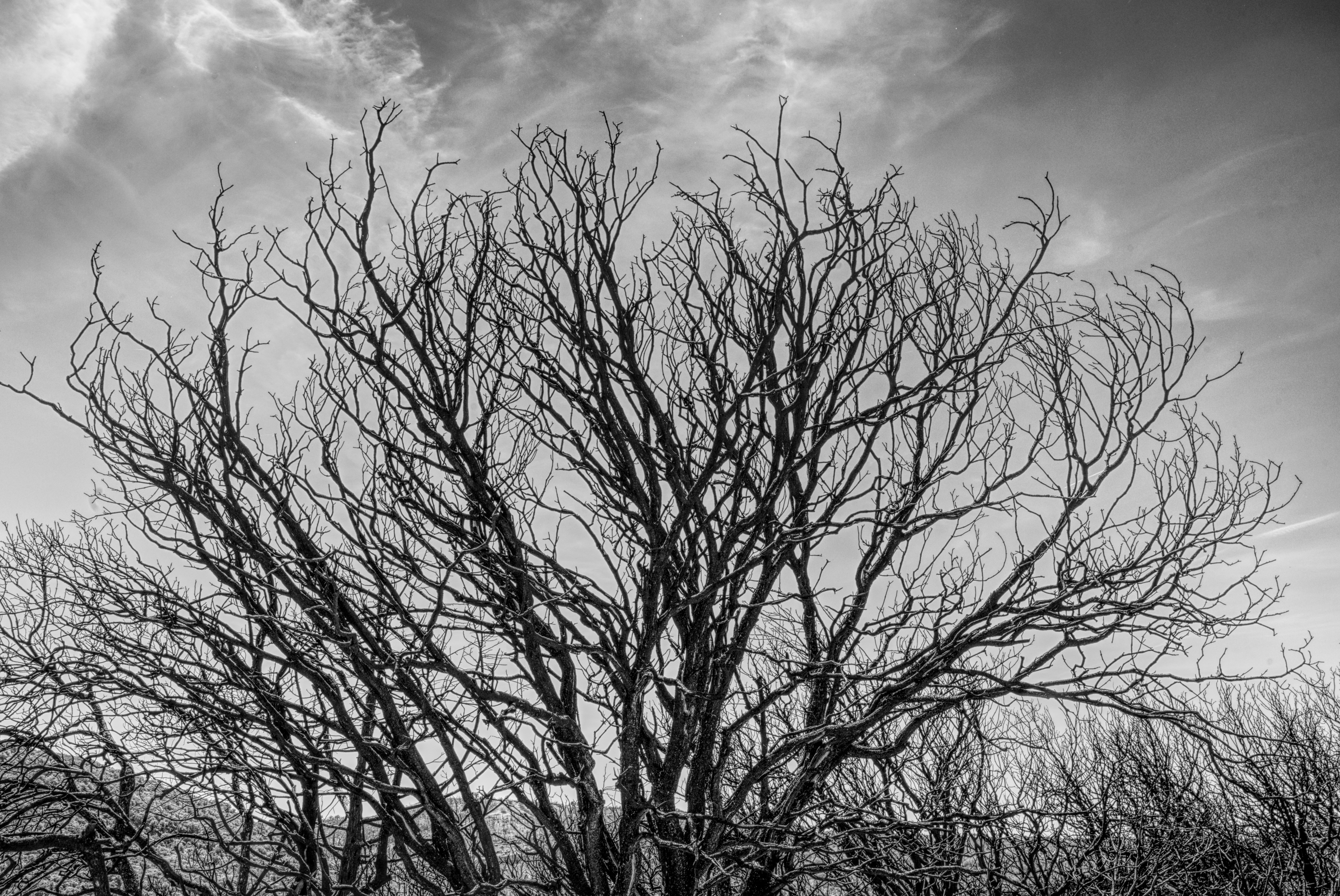A black and white photo of a bare tree