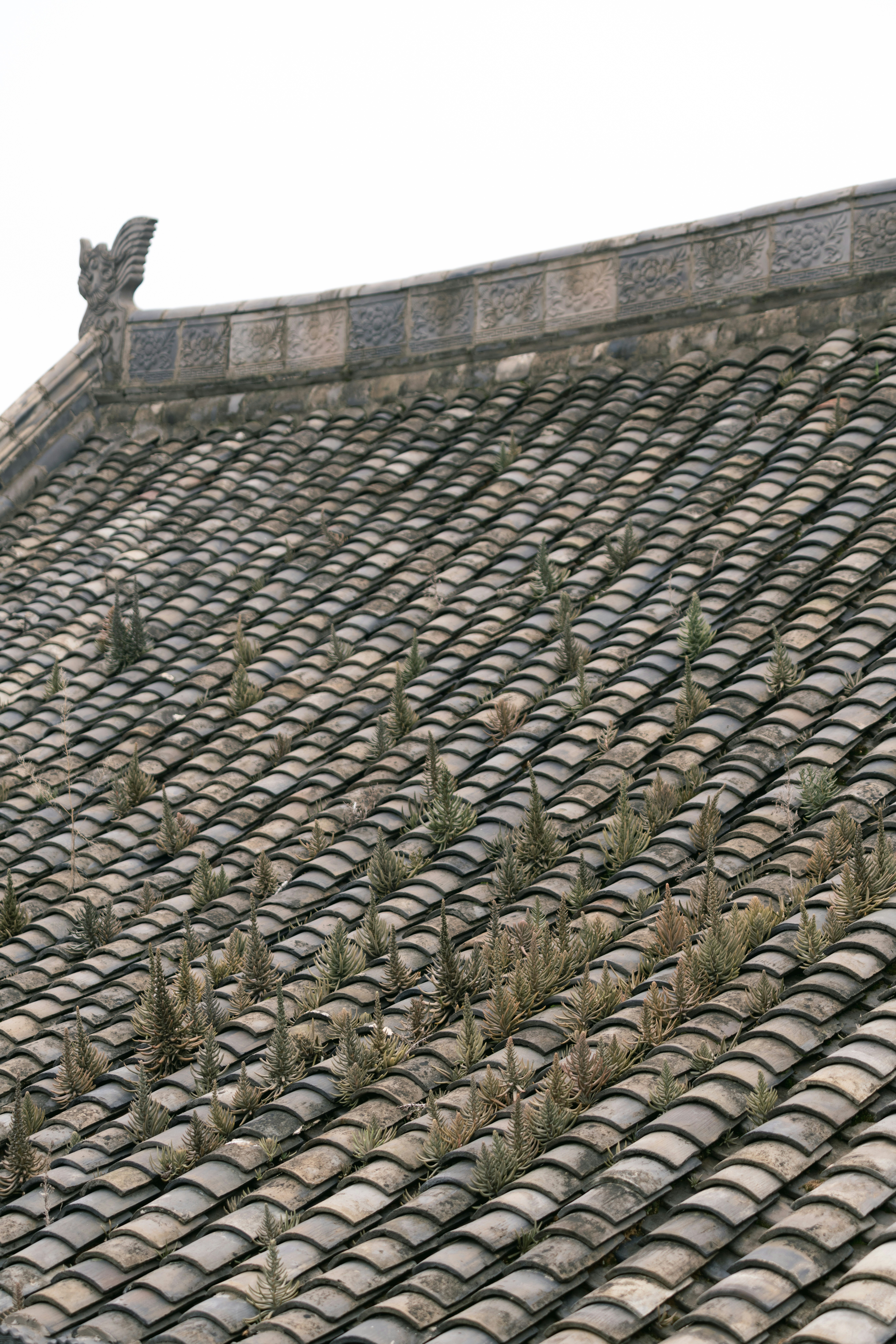 Sprouts Among the Tiles: A Roof's Quiet Rebellion