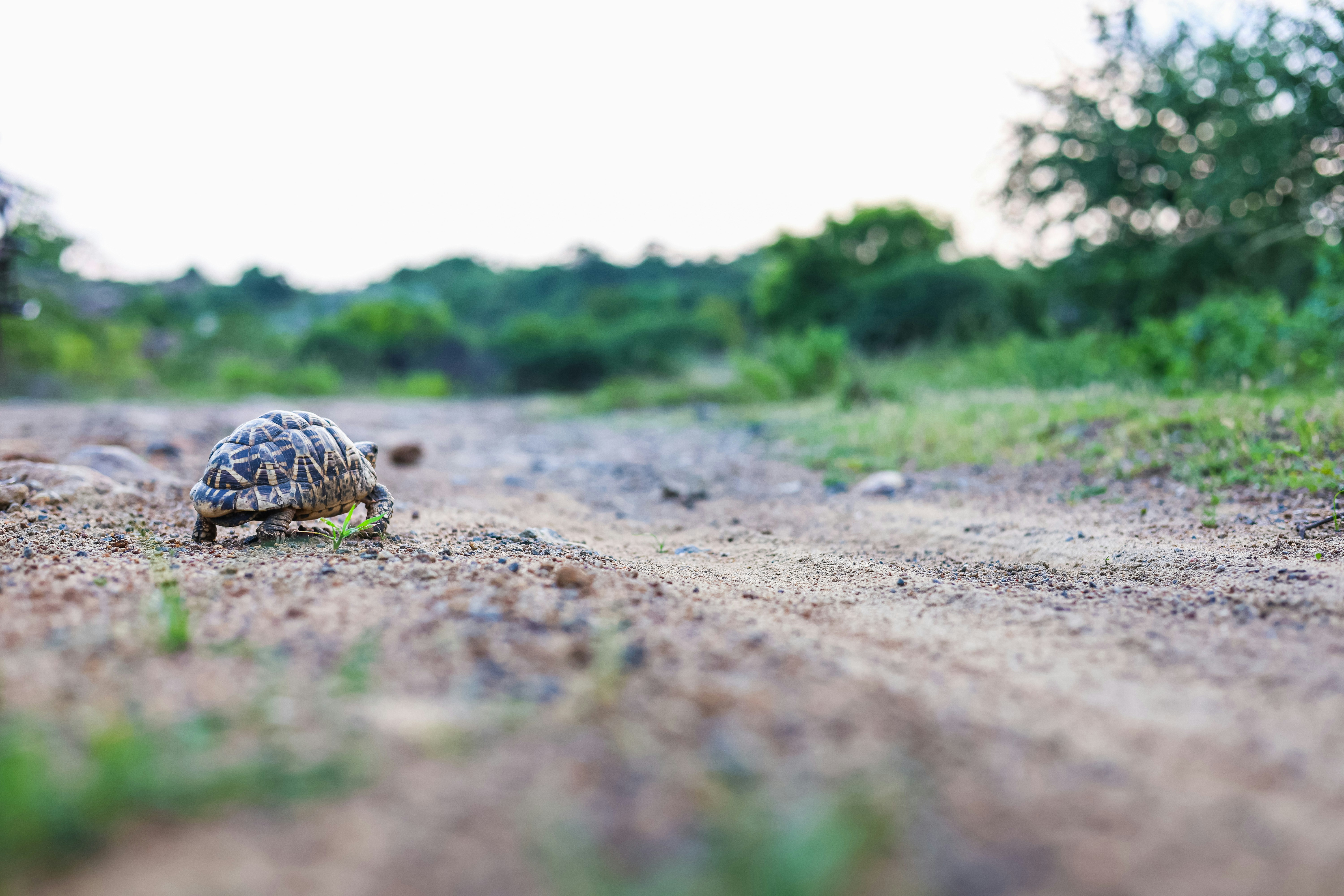 Dawn on a sun-warmed path: a patient tortoise's quiet trek