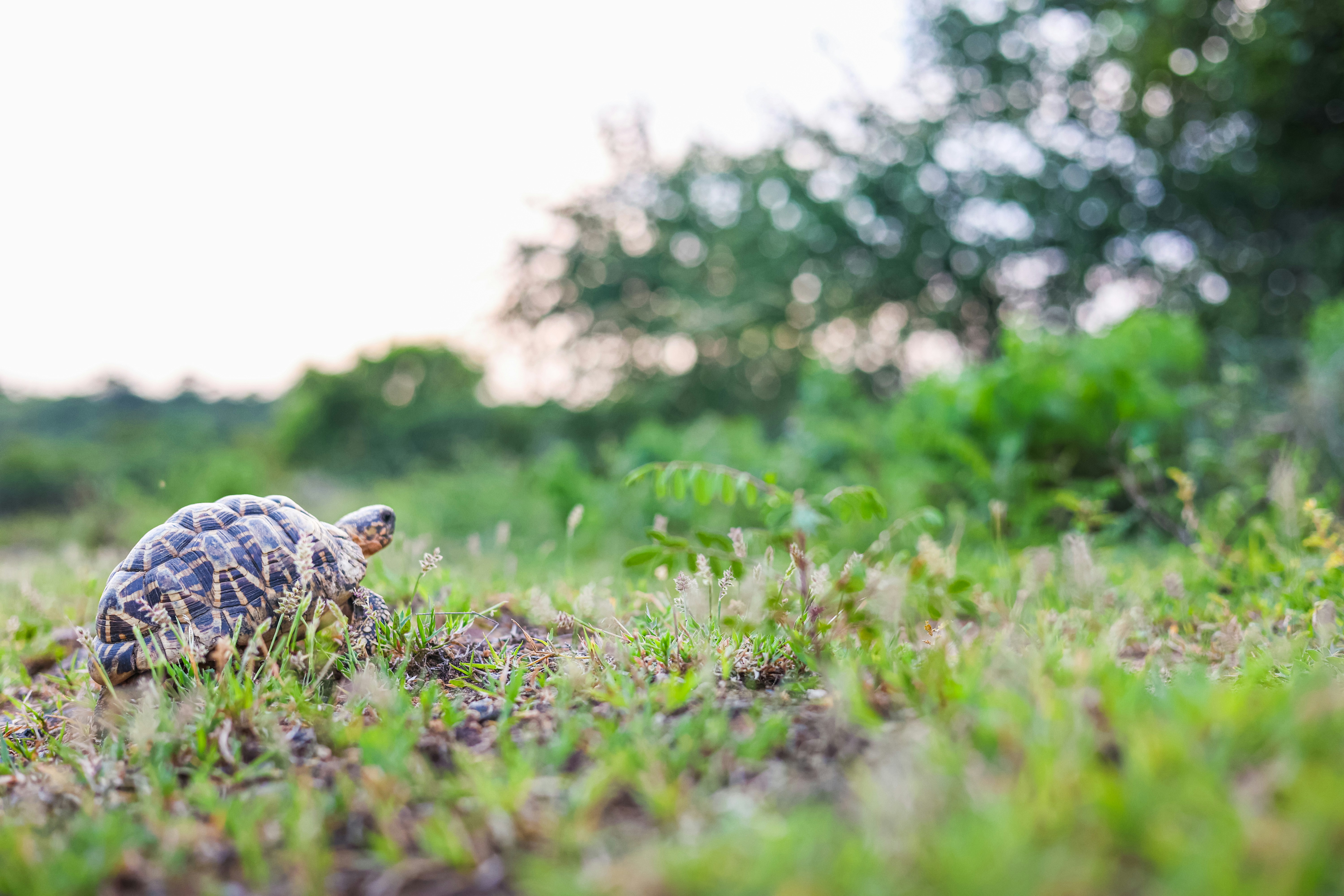 Low-Angle Portrait of a Tortoise Traversing a Sunlit Meadow