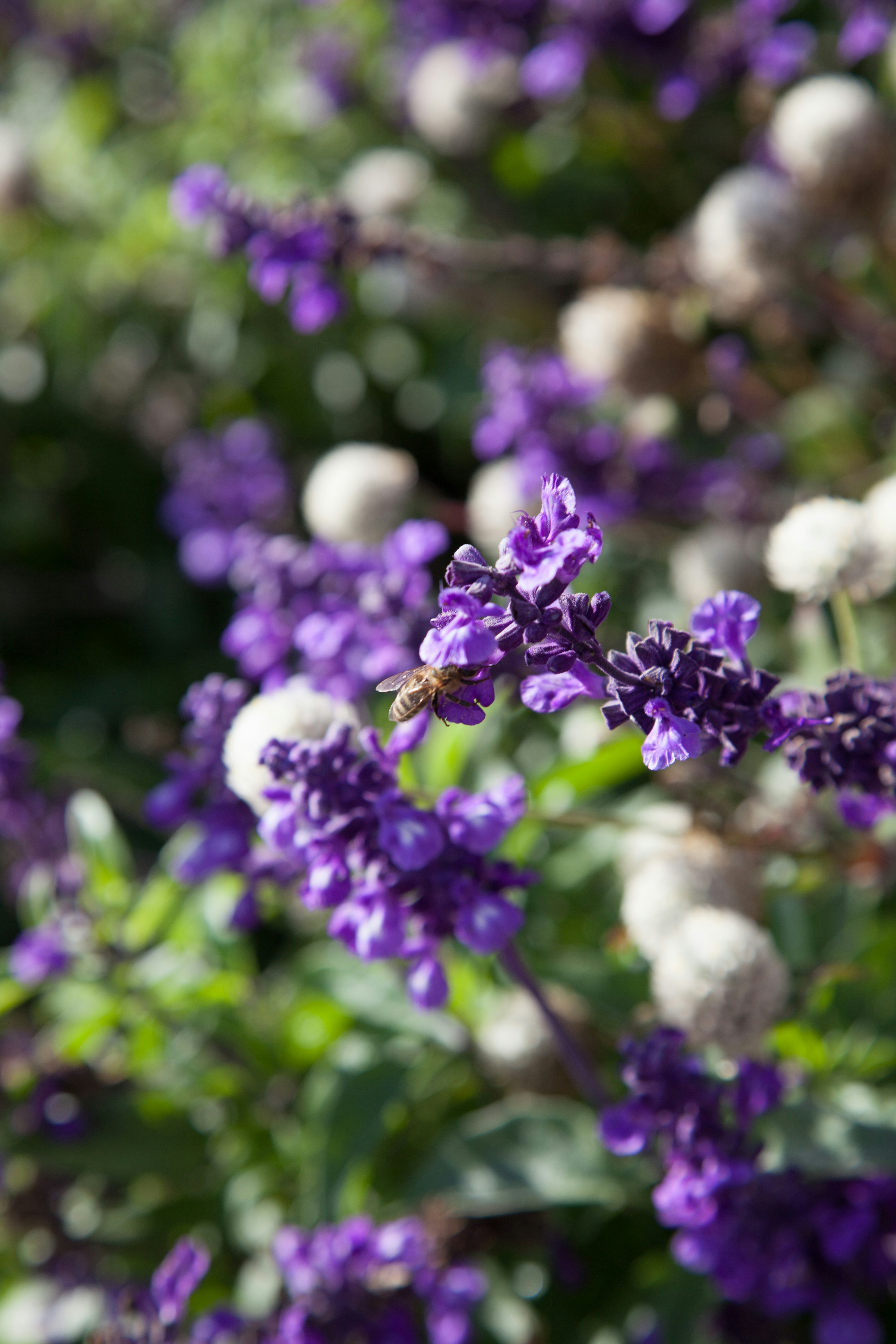 Bee on Velvet Violet: A Quiet Garden Moment