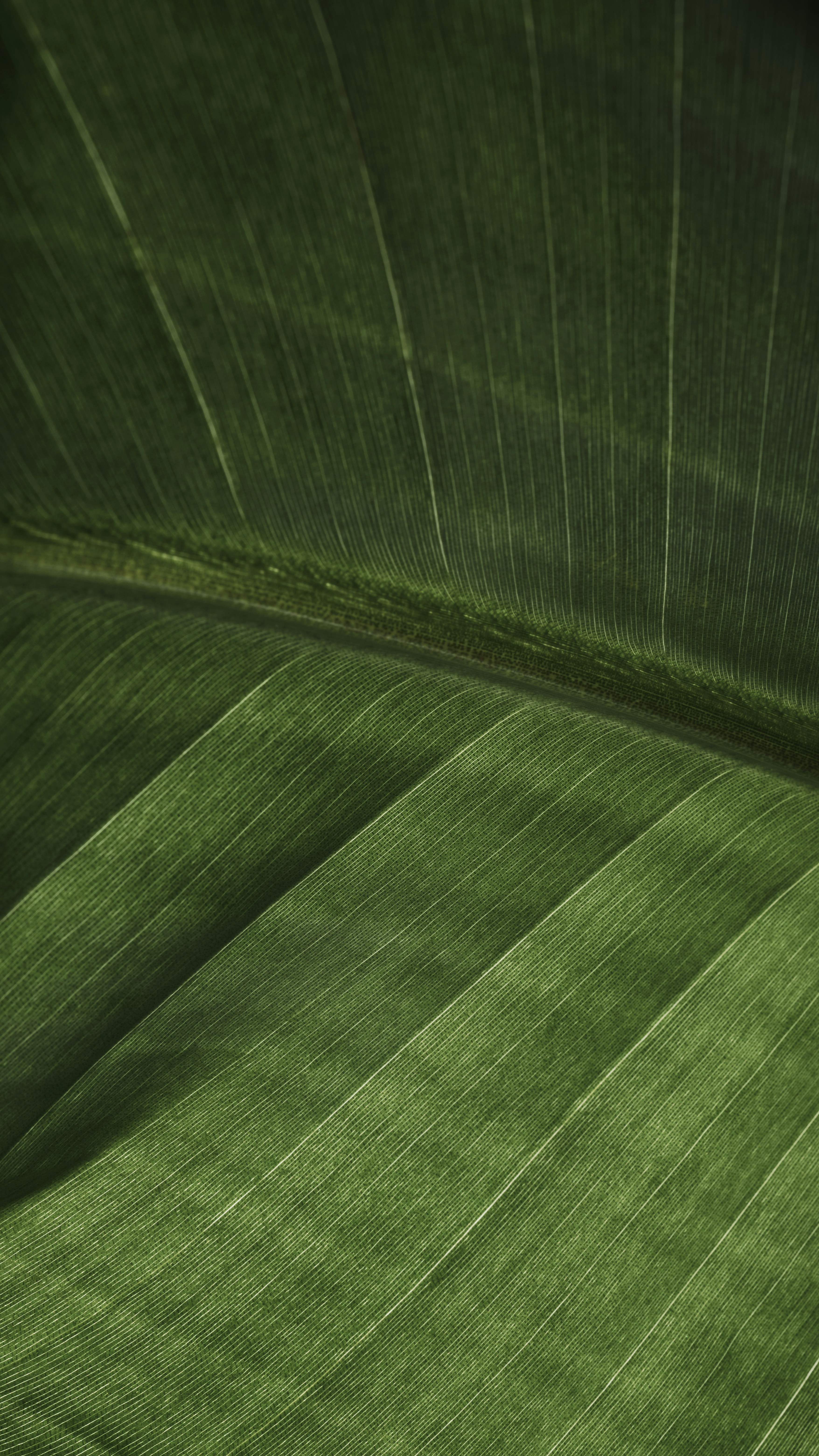 A close up of a large green leaf