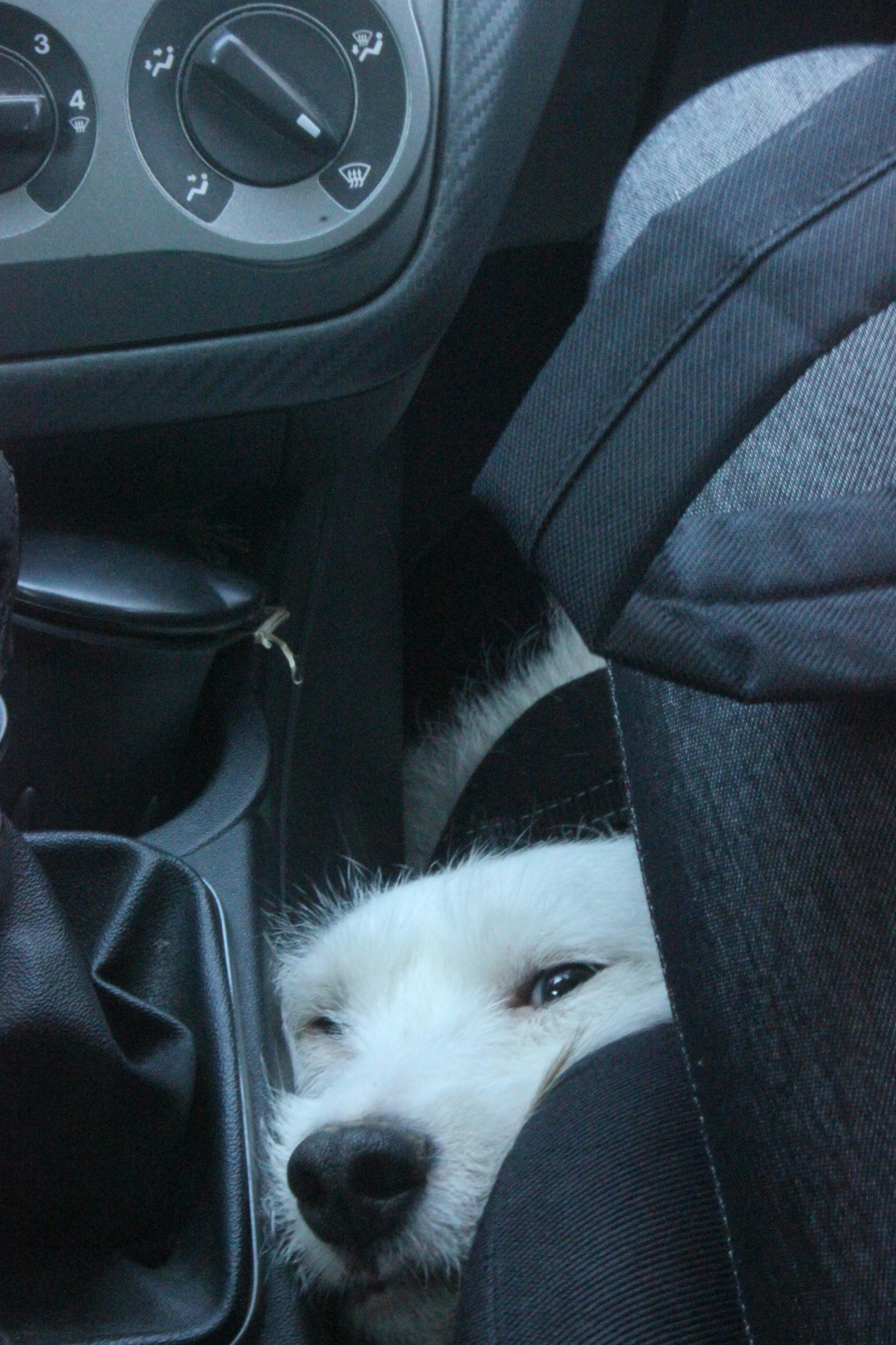 Doggo is ready for a car drive