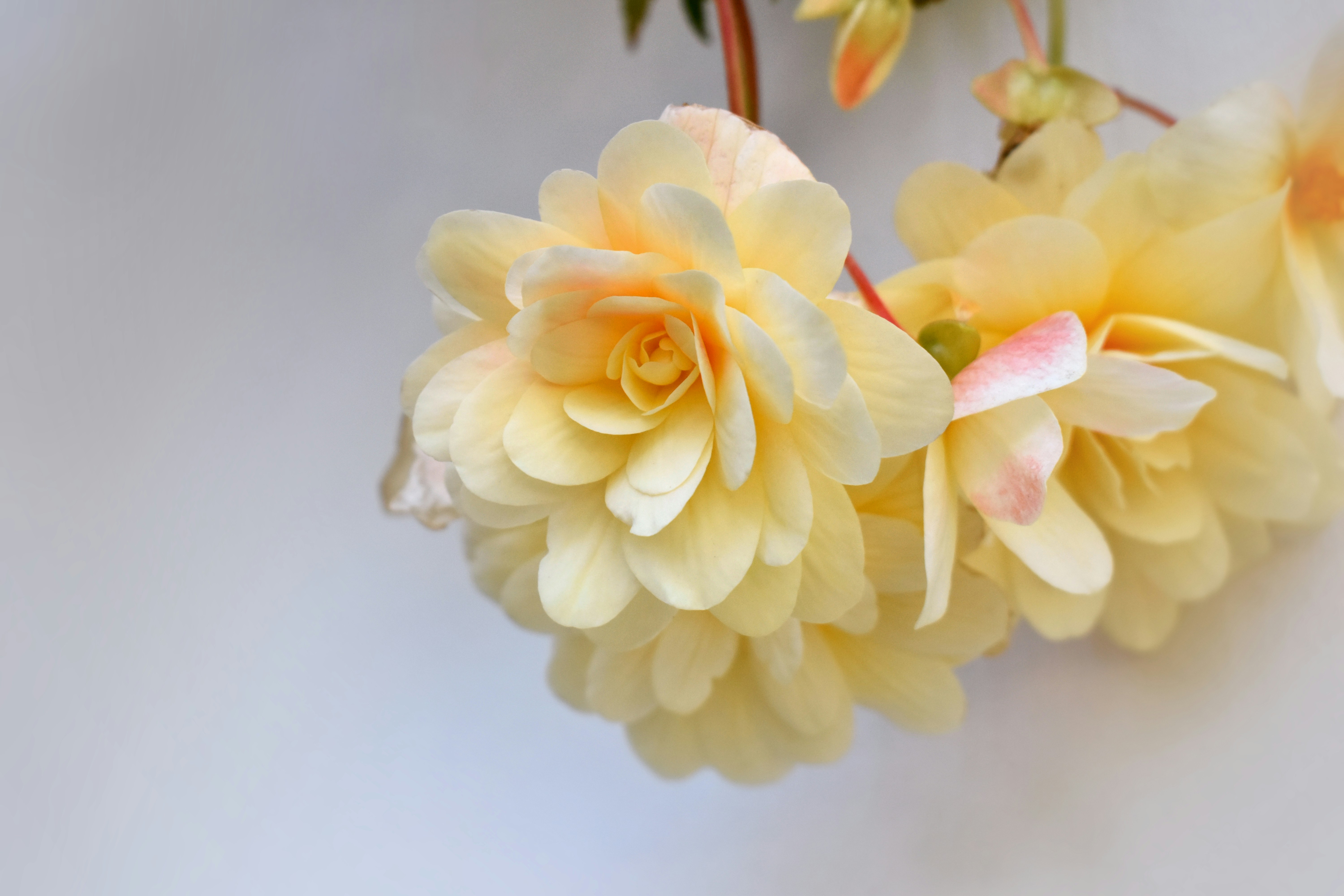 Golden Velvet: A Macro Portrait of Cream-Yellow Blossoms with Soft Pink Edges