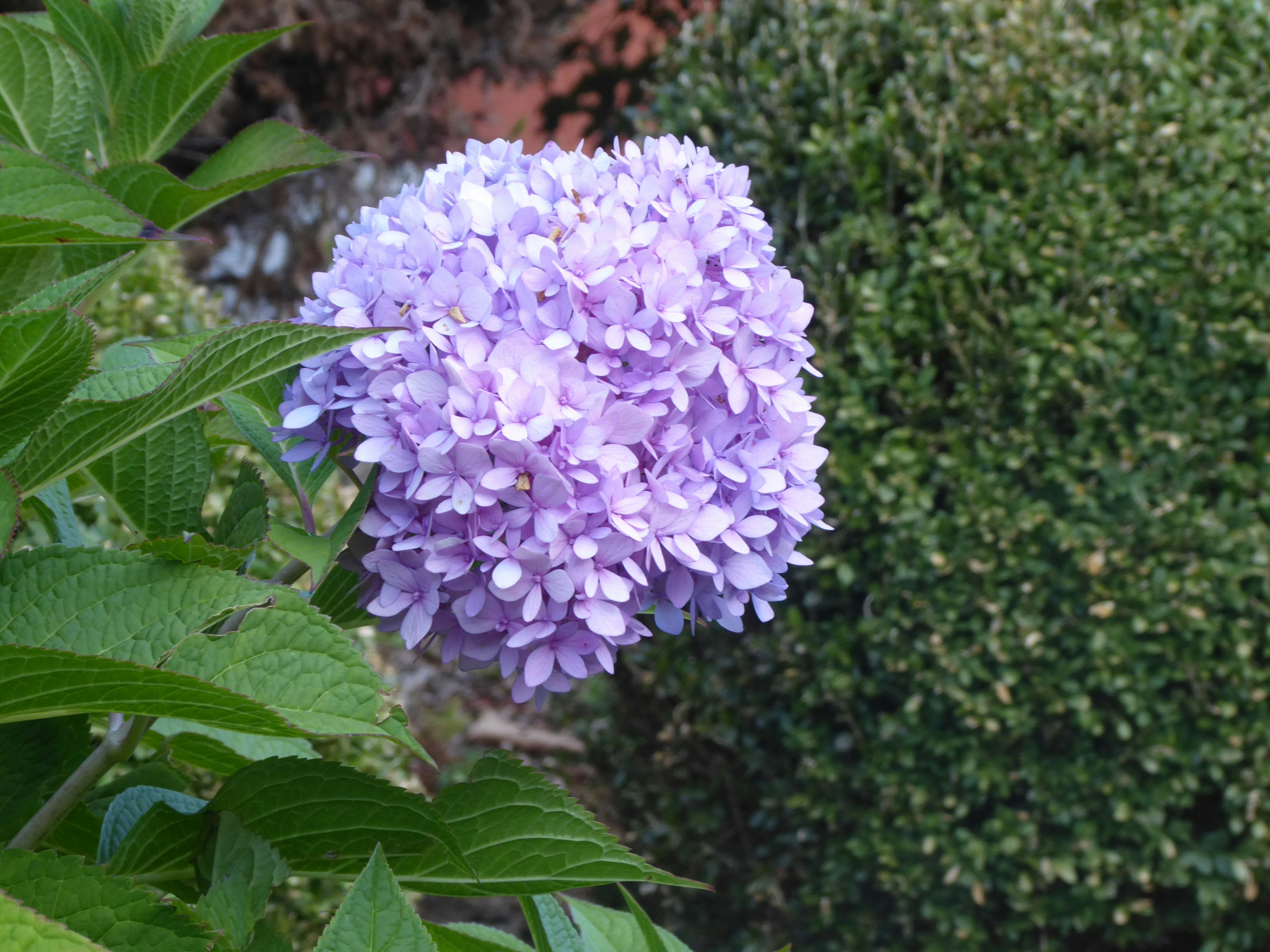 Pastel Hydrangea Bloom Anchored Against a Garden Backdrop