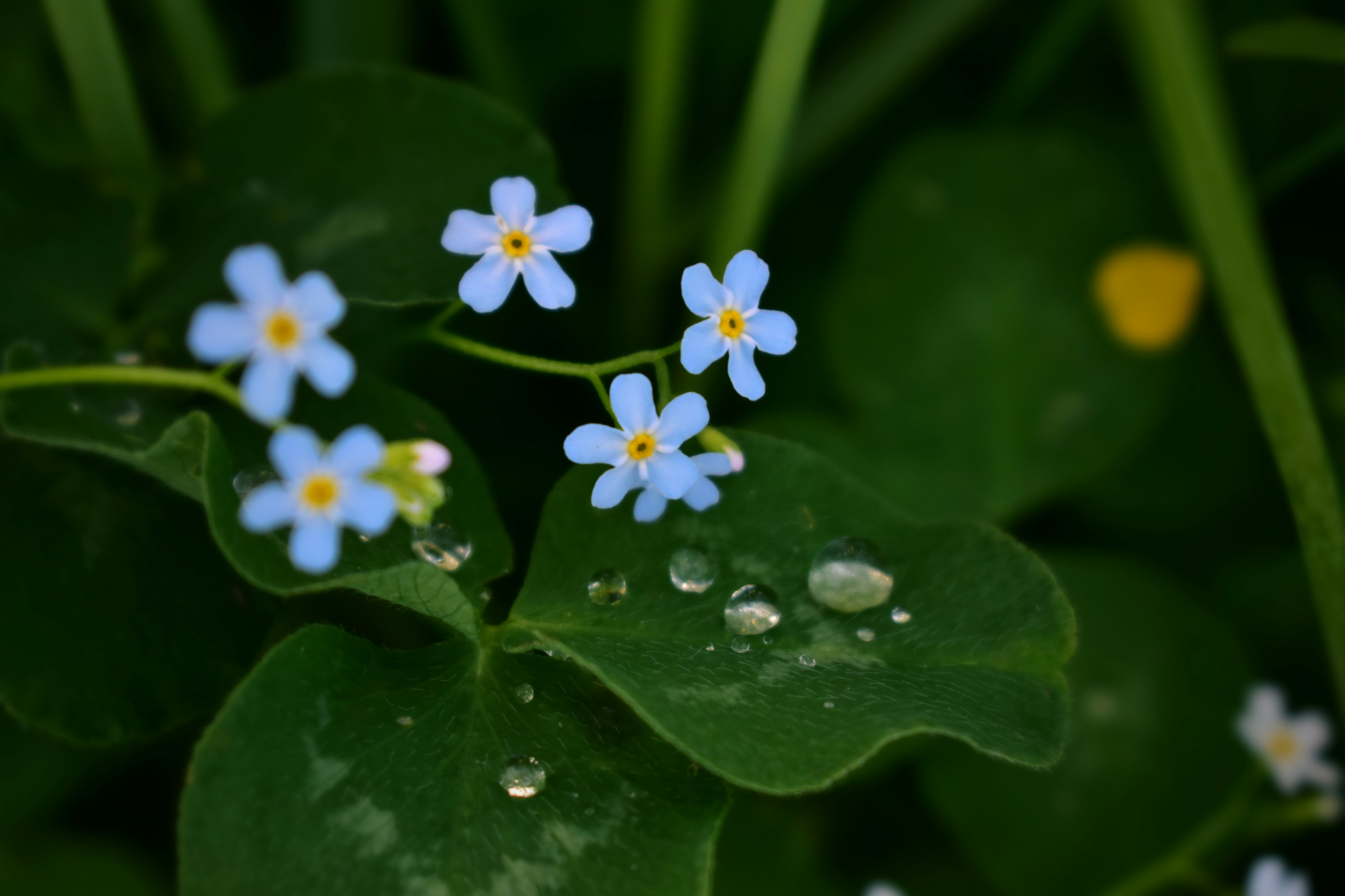 Dew-Kissed Forget-Me-Nots on Glossy Emerald Leaves