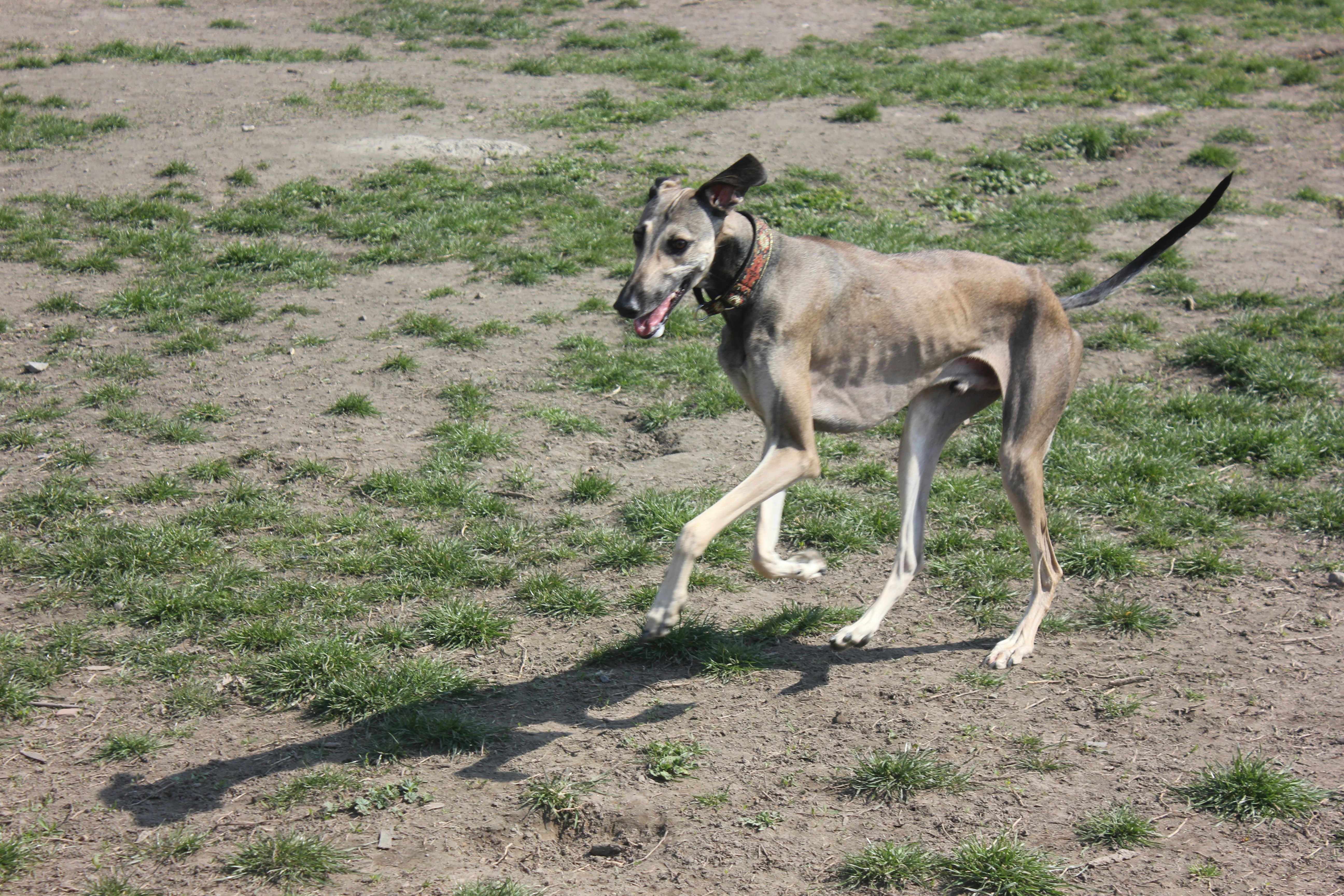 Greyhound in full sprint across a sunlit park patch