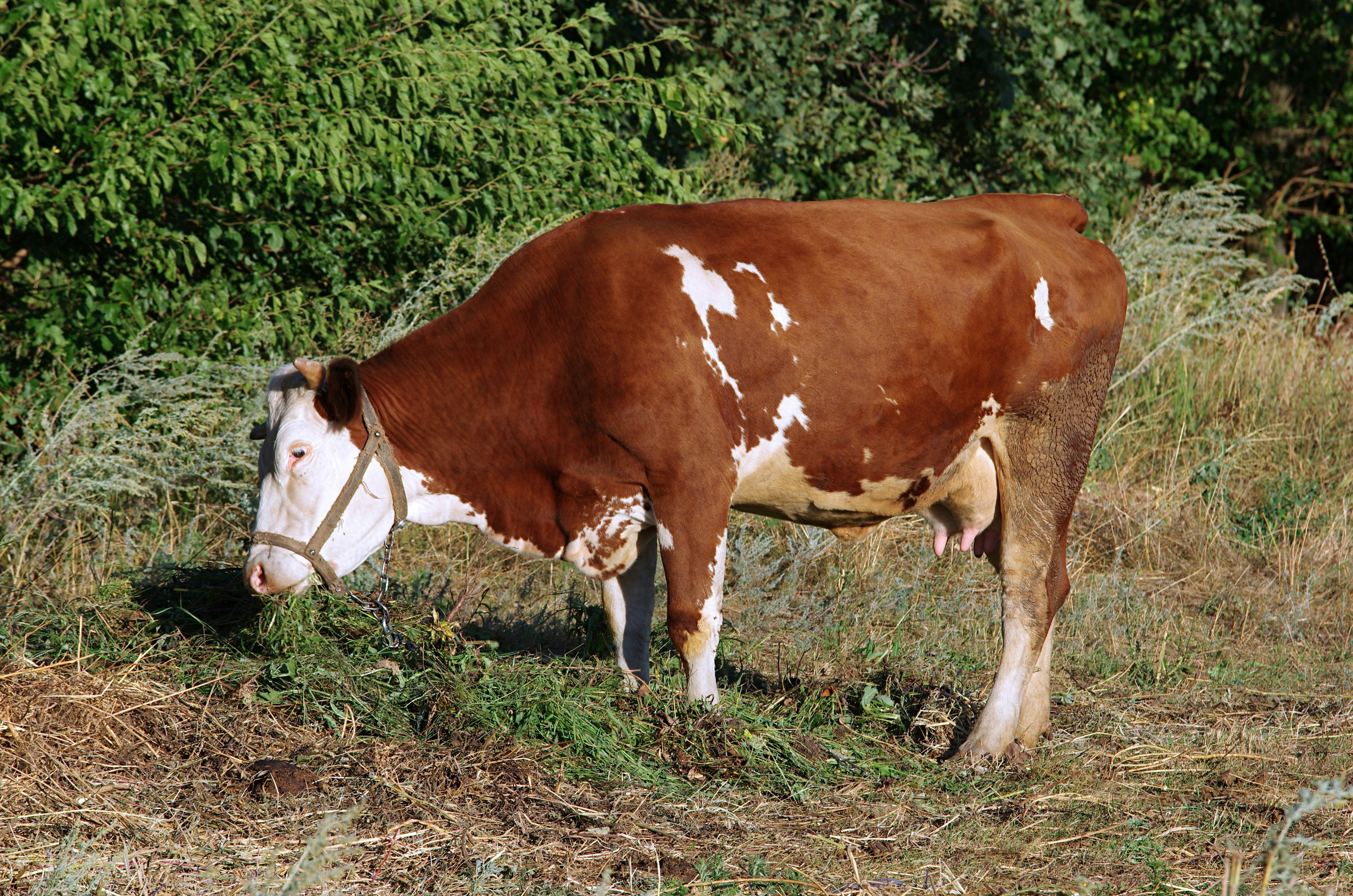 A serene scene of a cow grazing peacefully in a lush, green meadow under a clear blue sky.
