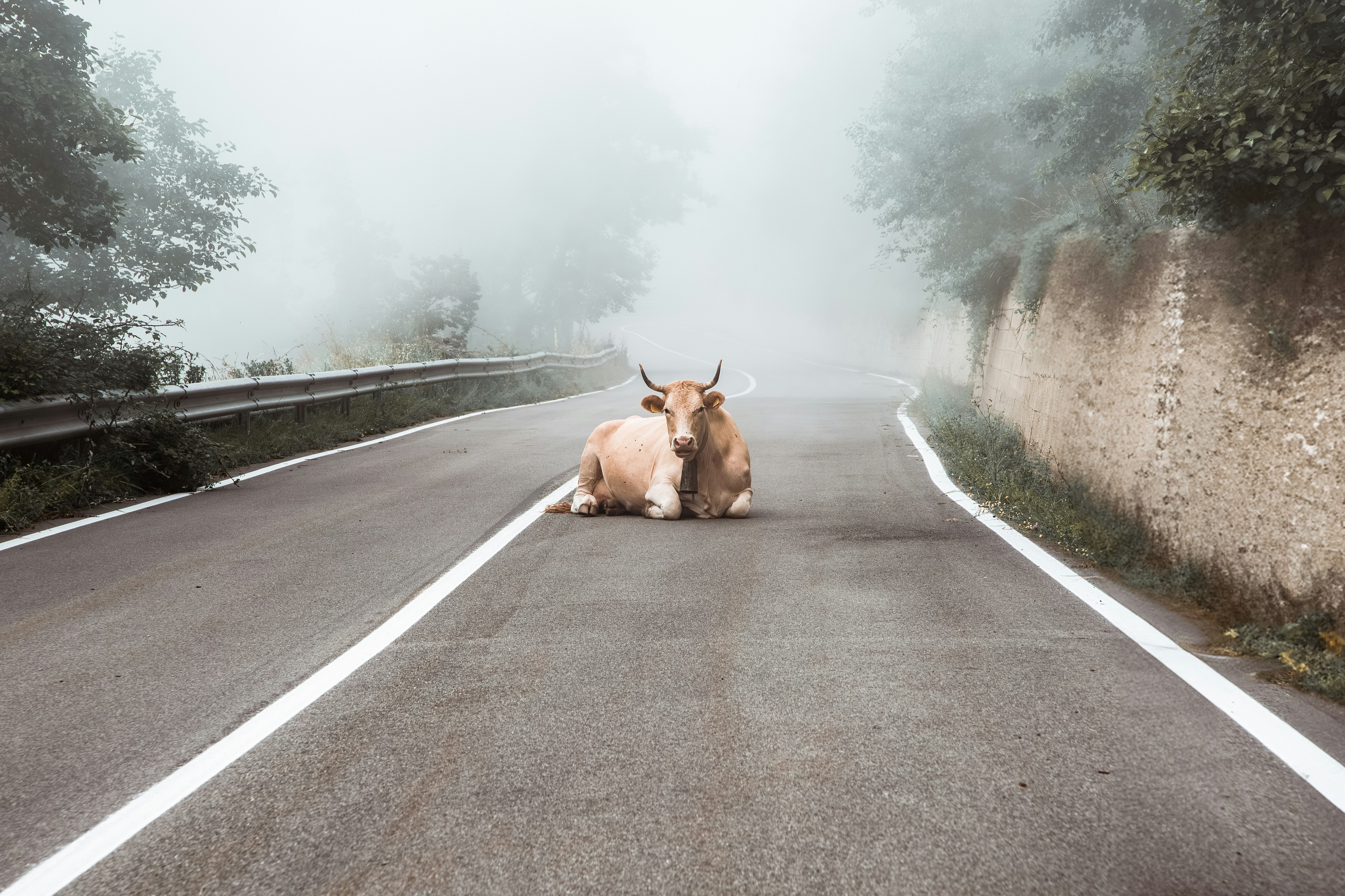 A cow calmly sitting in the middle of an empty asphalt road, surrounded by dense fog that envelops most of the surrounding landscape. The deserted road, lined with guardrails and a wall covered in vegetation, fades into the horizon among trees shrouded in mist. The image evokes a surreal sense of calm and nature reclaiming human spaces.