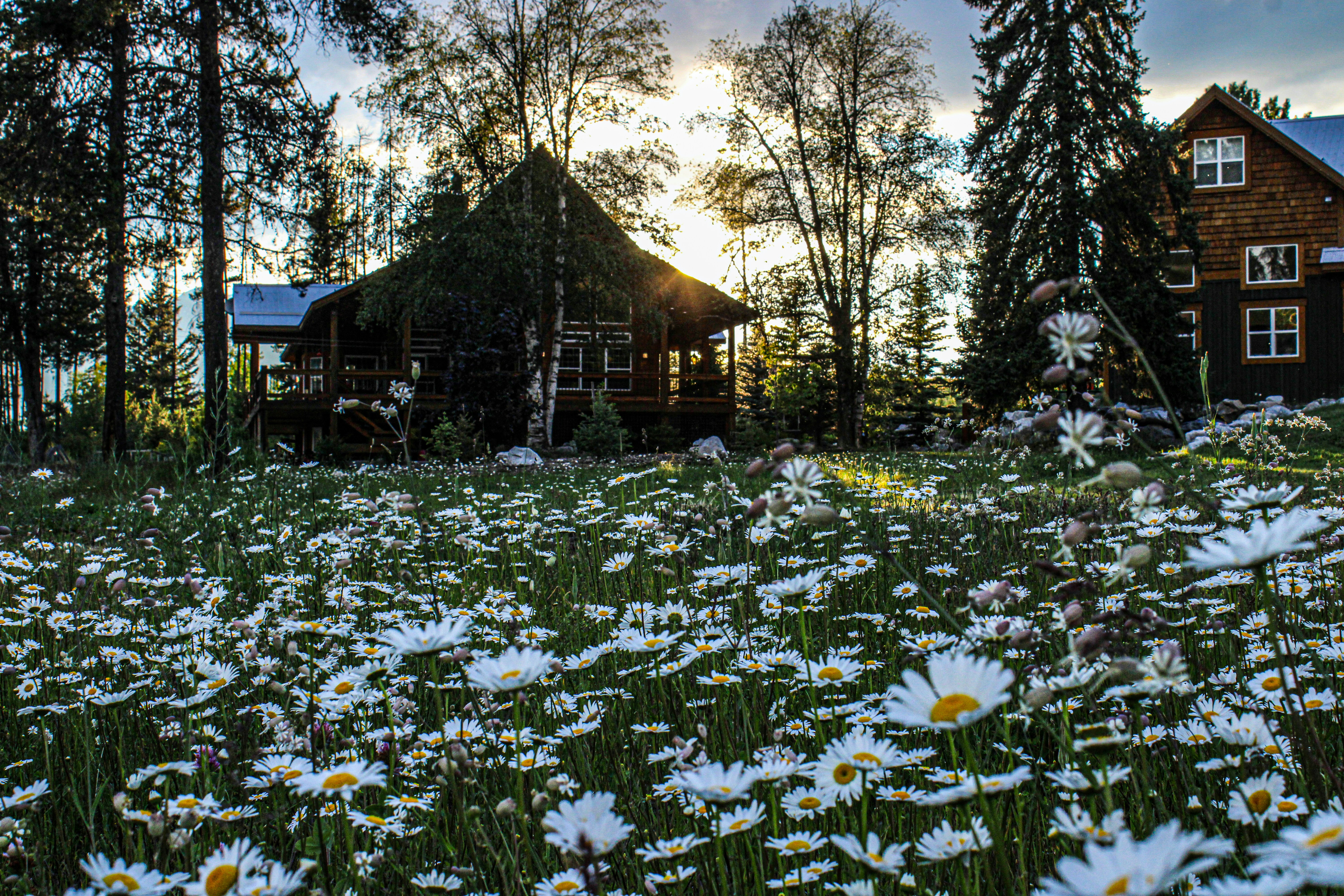 A field of daisies in front of a house photo – Free Golden Image on ...