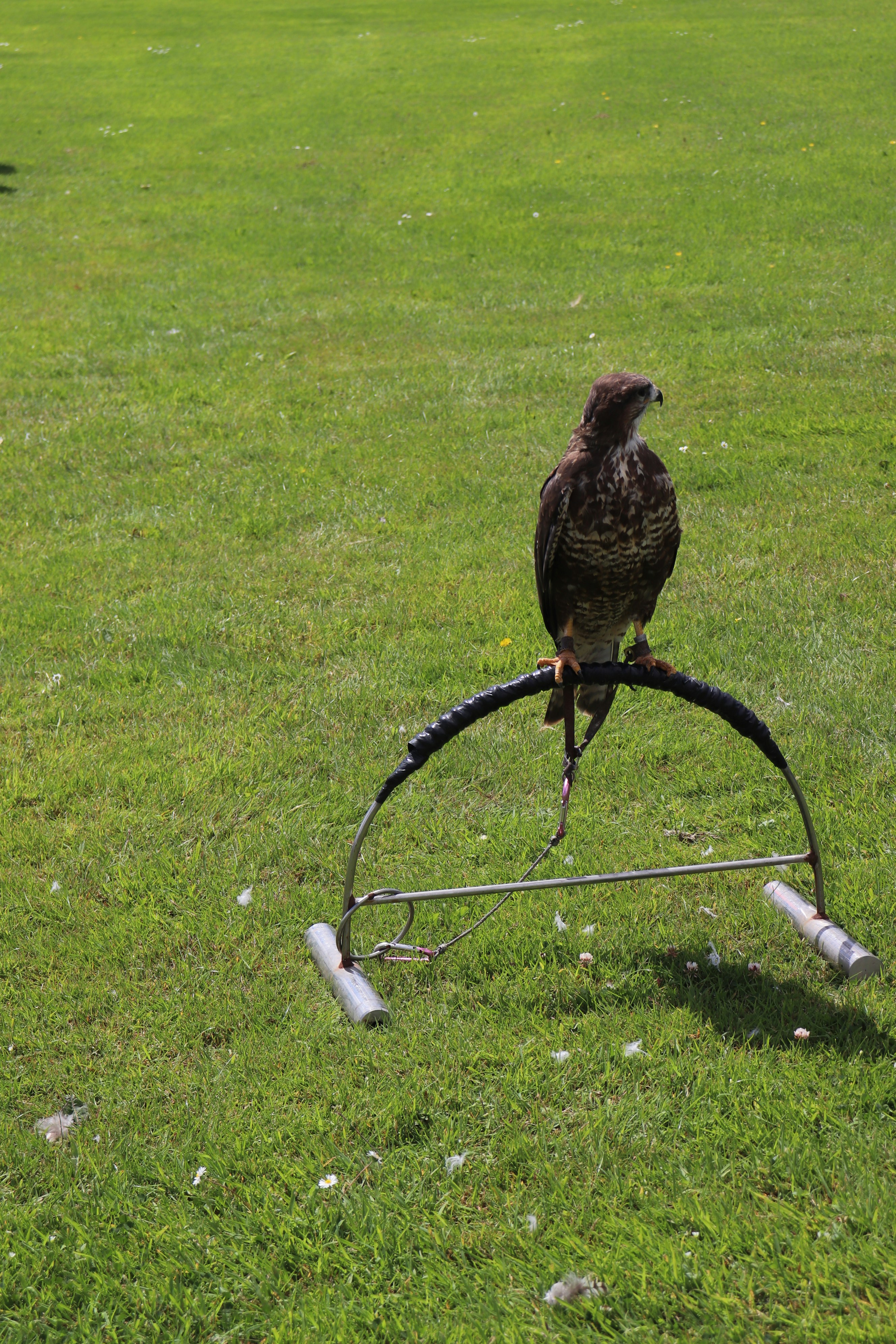 Park Sentinel: Hawk Perched on a Curved Stand Over Green Grass