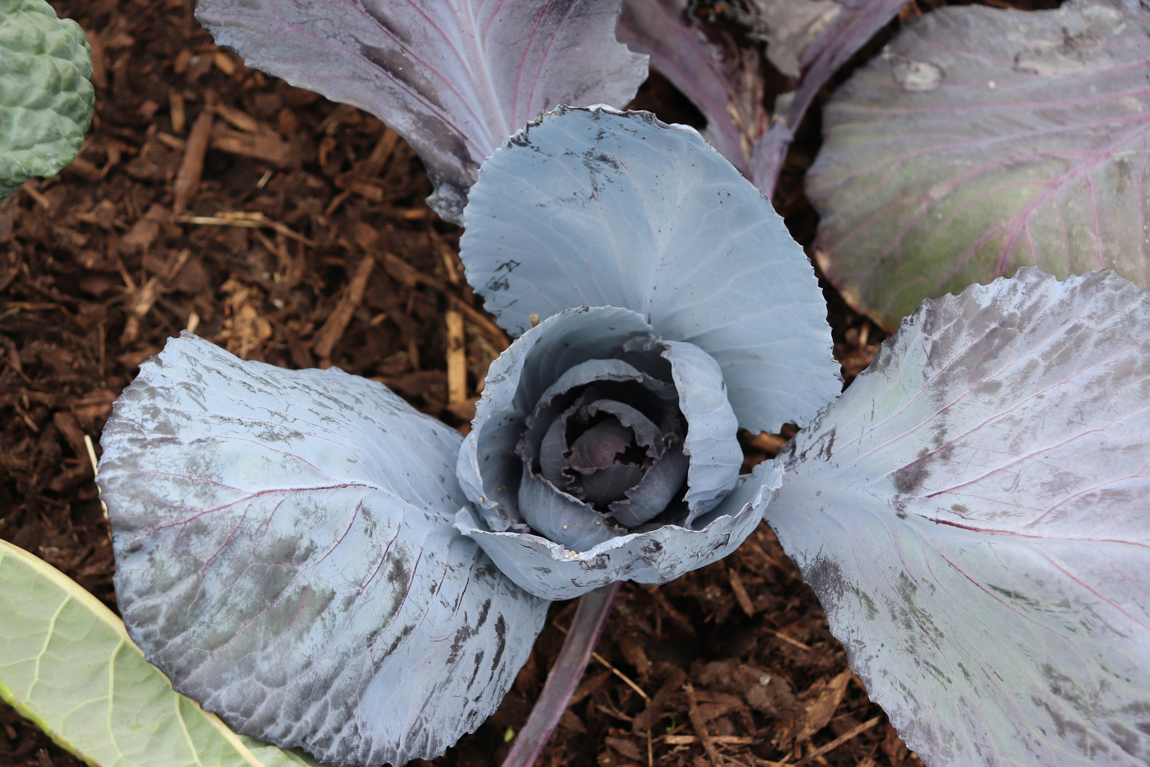 Dusty Blue Rosette: Close-Up of Ornamental Cabbage in Soil