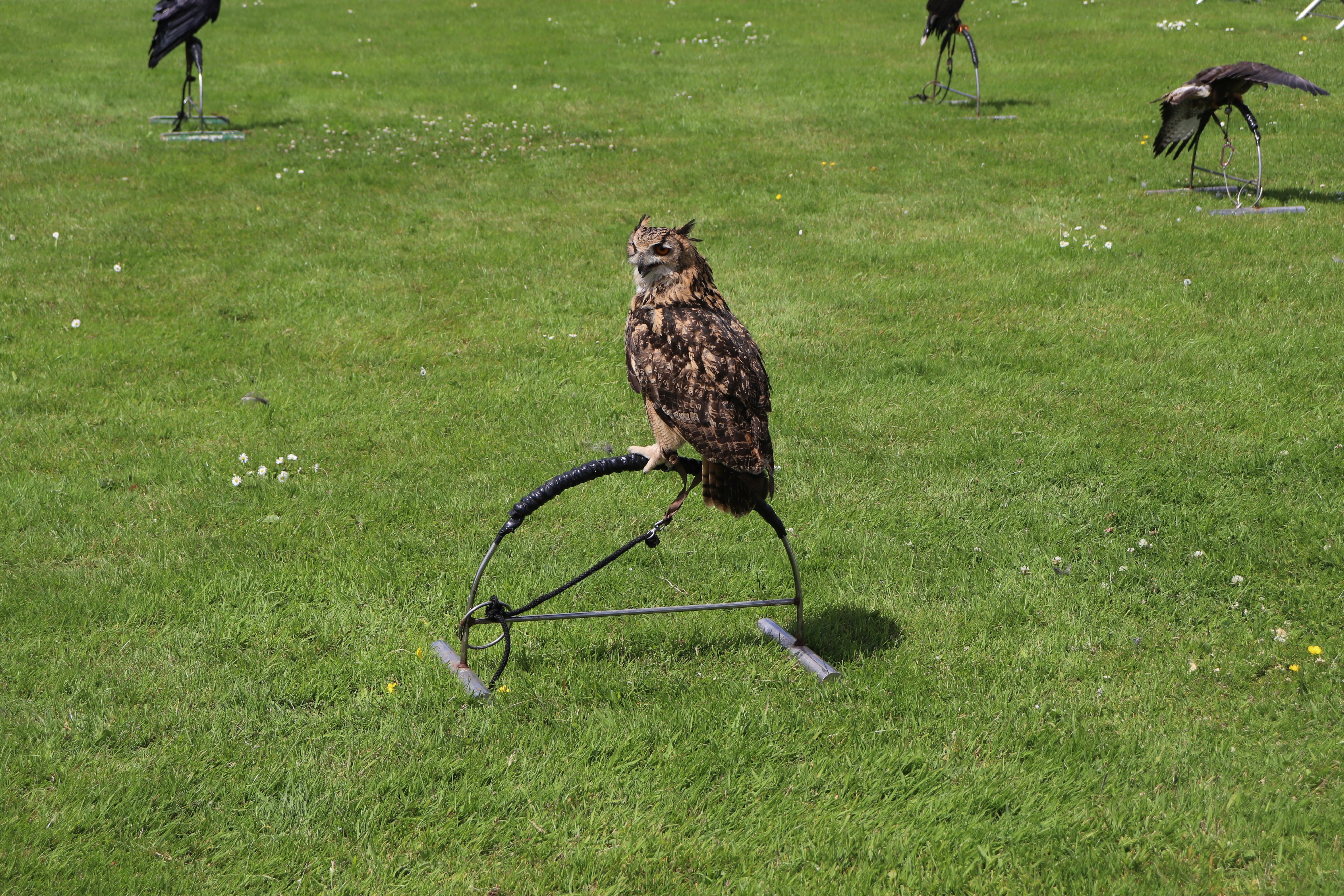 Owl Sentinel on a Curved Metal Rest Amid a Field of Bird Statues