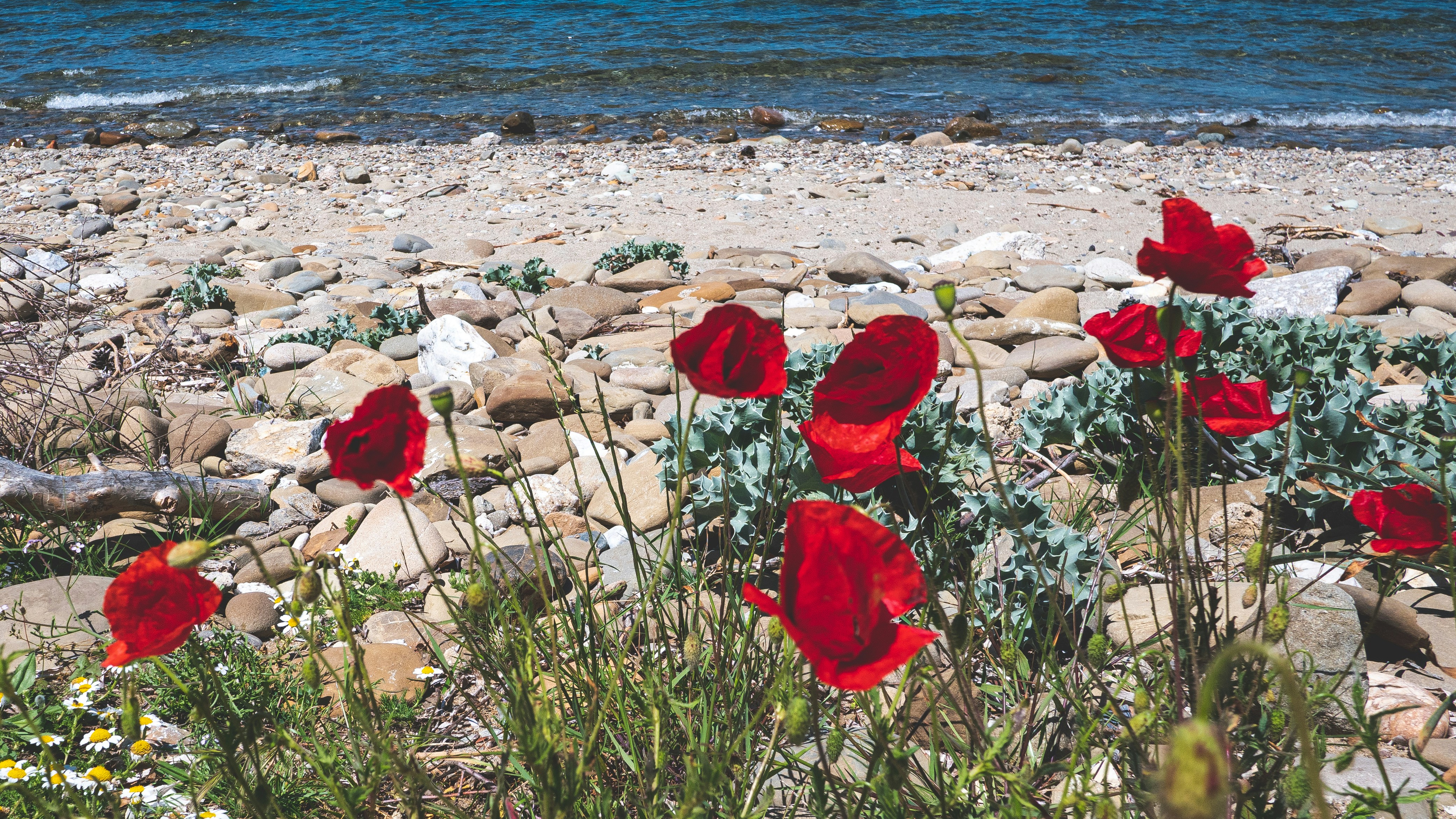 A bunch of red flowers sitting on top of a rocky beach photo – Free ...