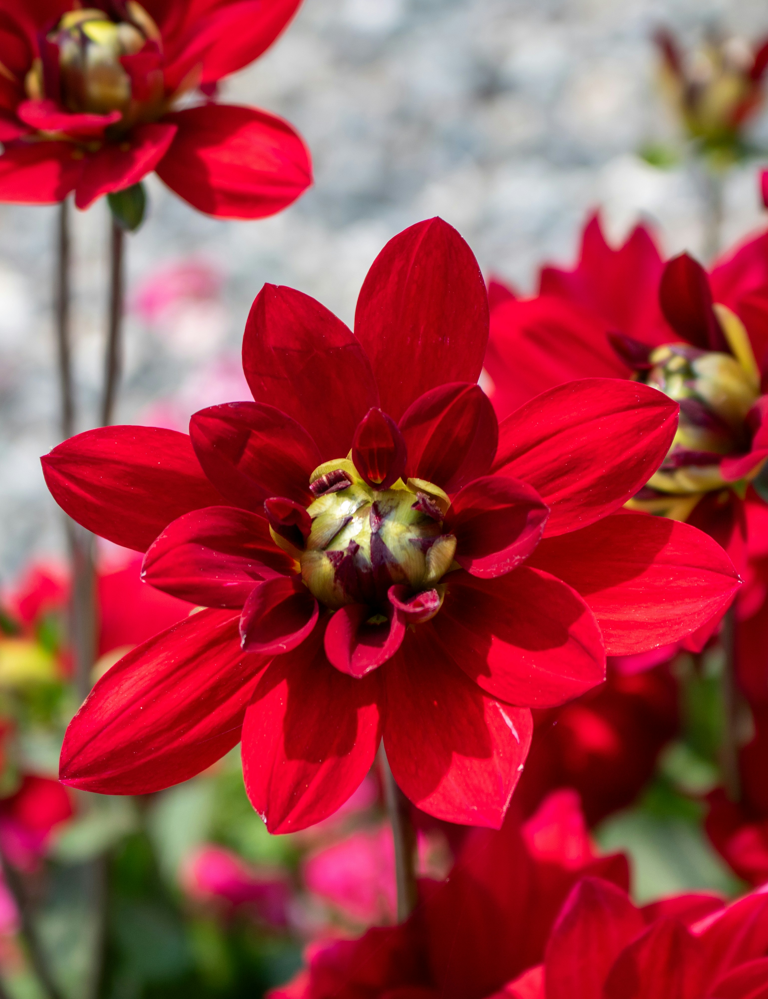 Red Dahlias