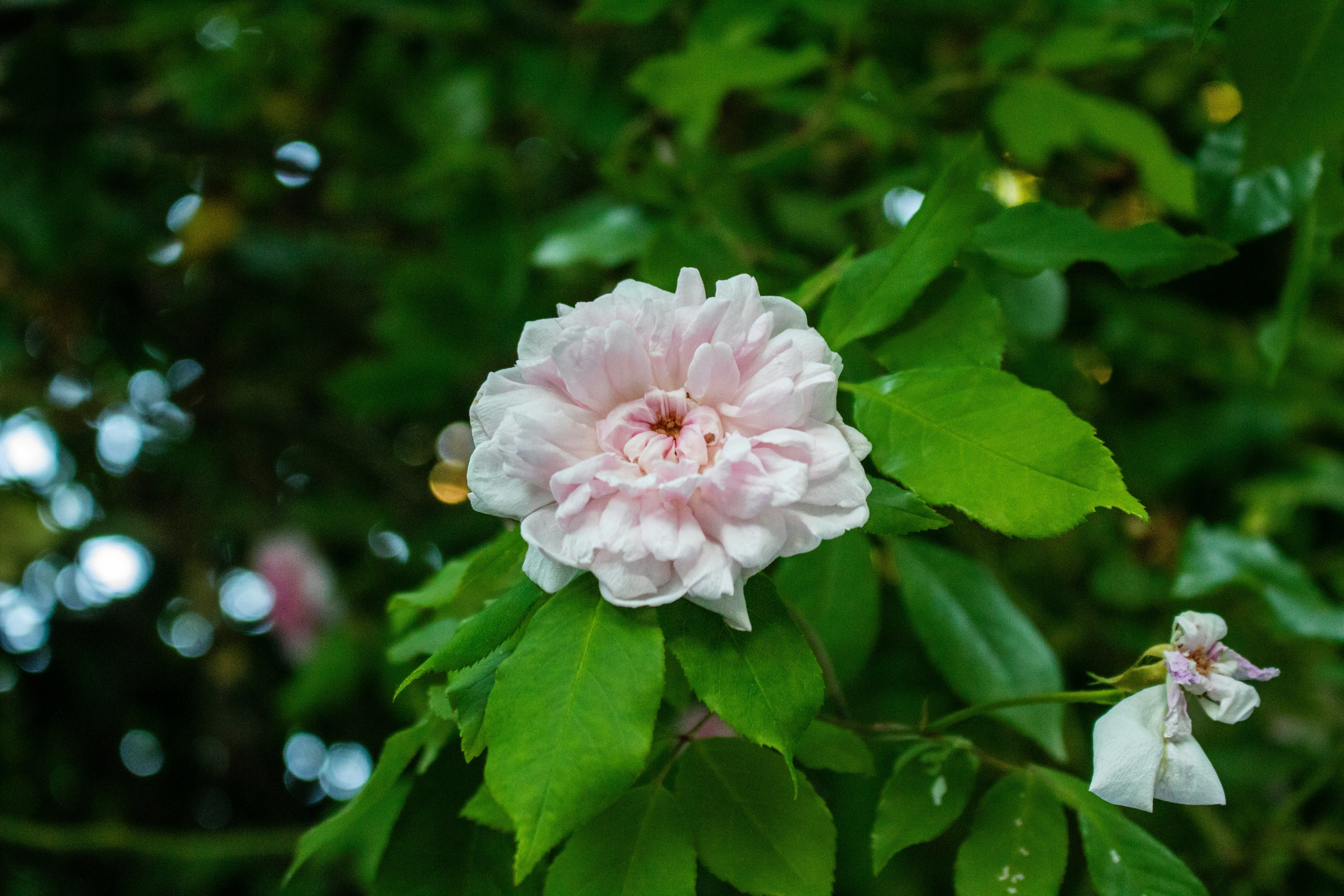 Rosa × damascena, commonly known as the Damask rose, is a hybrid rose species derived from Rosa gallica and Rosa moschata, with contributions from Rosa fedtschenkoana. This deciduous shrub grows up to 2.2 meters tall and is renowned for its fragrant, light to moderate pink blooms. The Damask rose is significant in the production of rose oil, used in perfumery and cosmetics. It thrives in temperate climates and is cultivated extensively in Bulgaria, Turkey, and Iran. Historically, it has been associated with cultural and medicinal uses, symbolizing beauty and love across various cultures.
