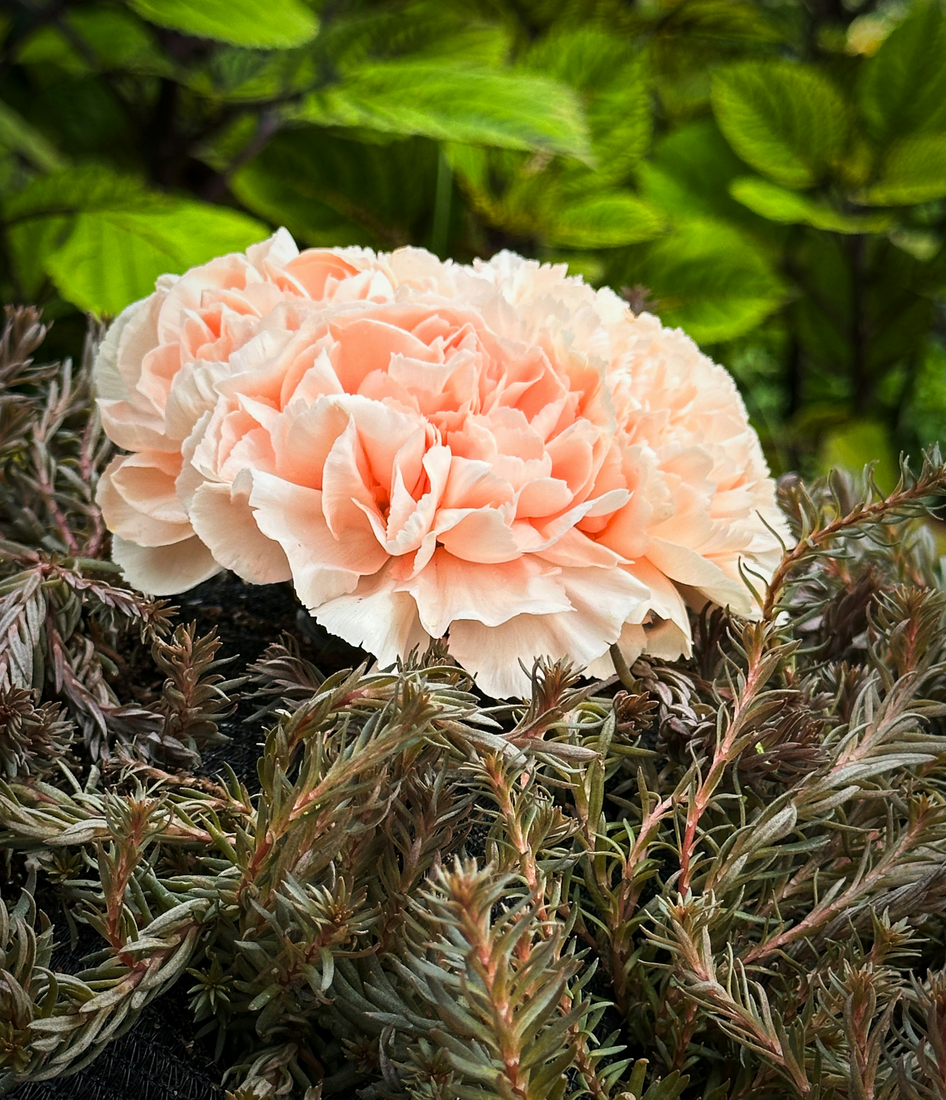 Peach Carnation Nestled in a Tangle of Spiky Foliage
