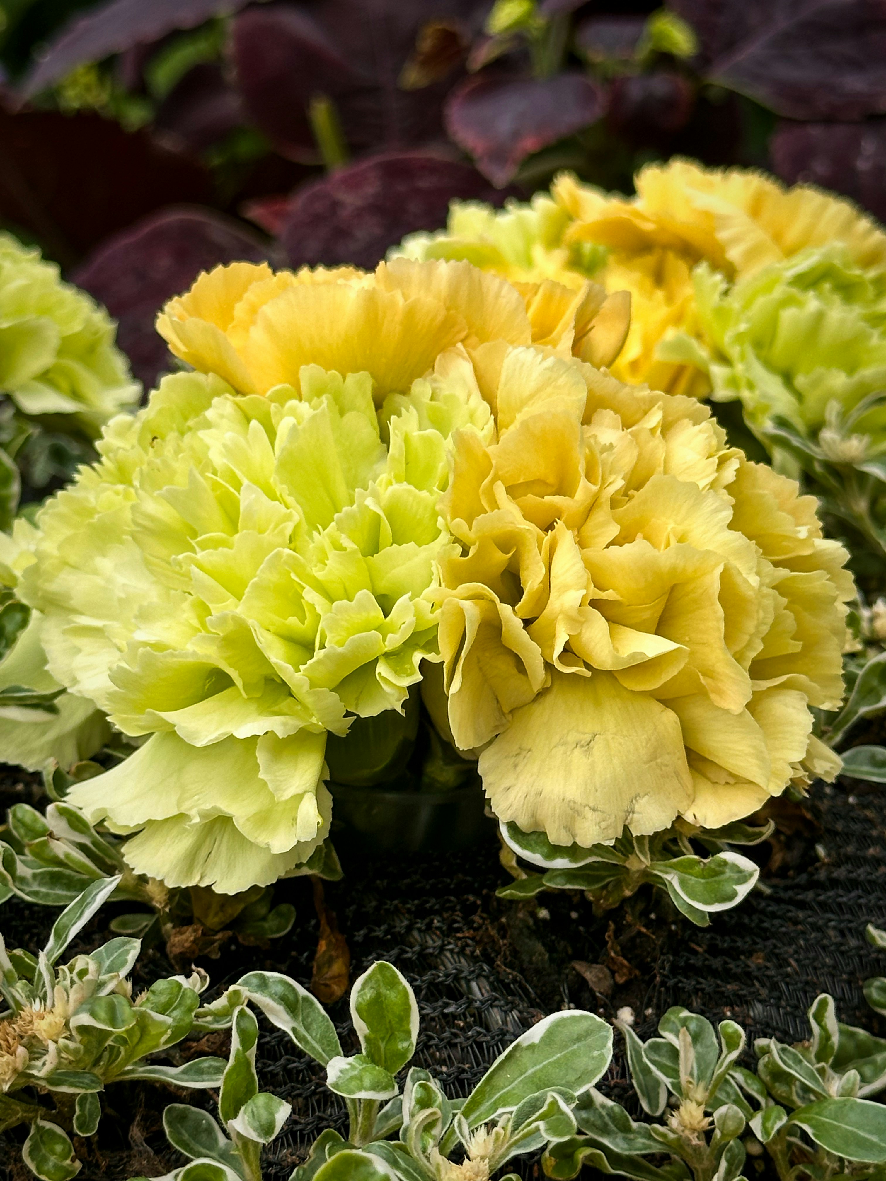 Sunlit Lime-Butter Begonias: Velvet Petals in a Quiet Garden Bed