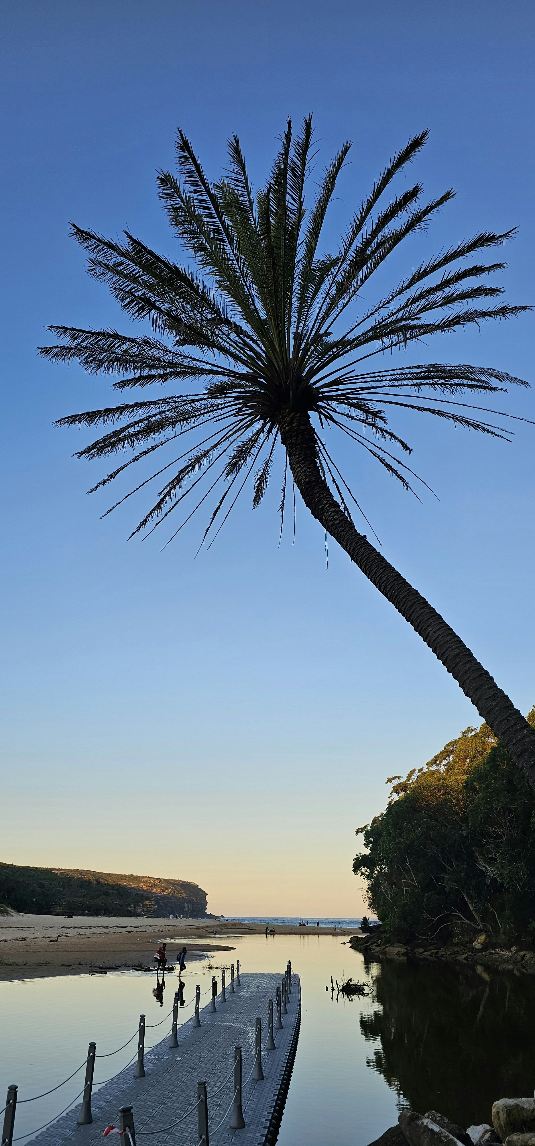 Palm Crown Over a Quiet Channel at Dusk