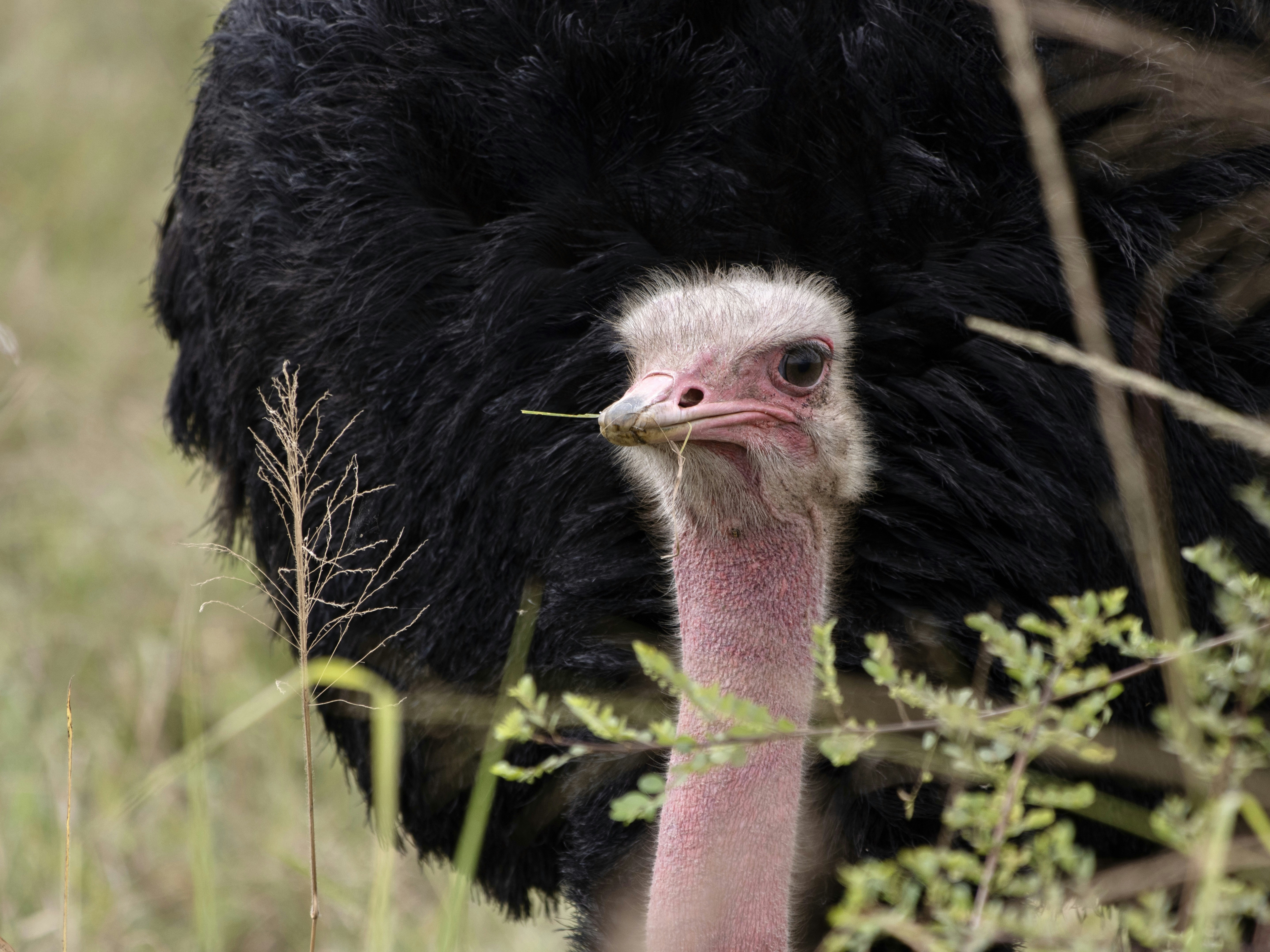 Pink-Neck Sentinel: A Close-Up Ostrich Portrait in Dry Grass