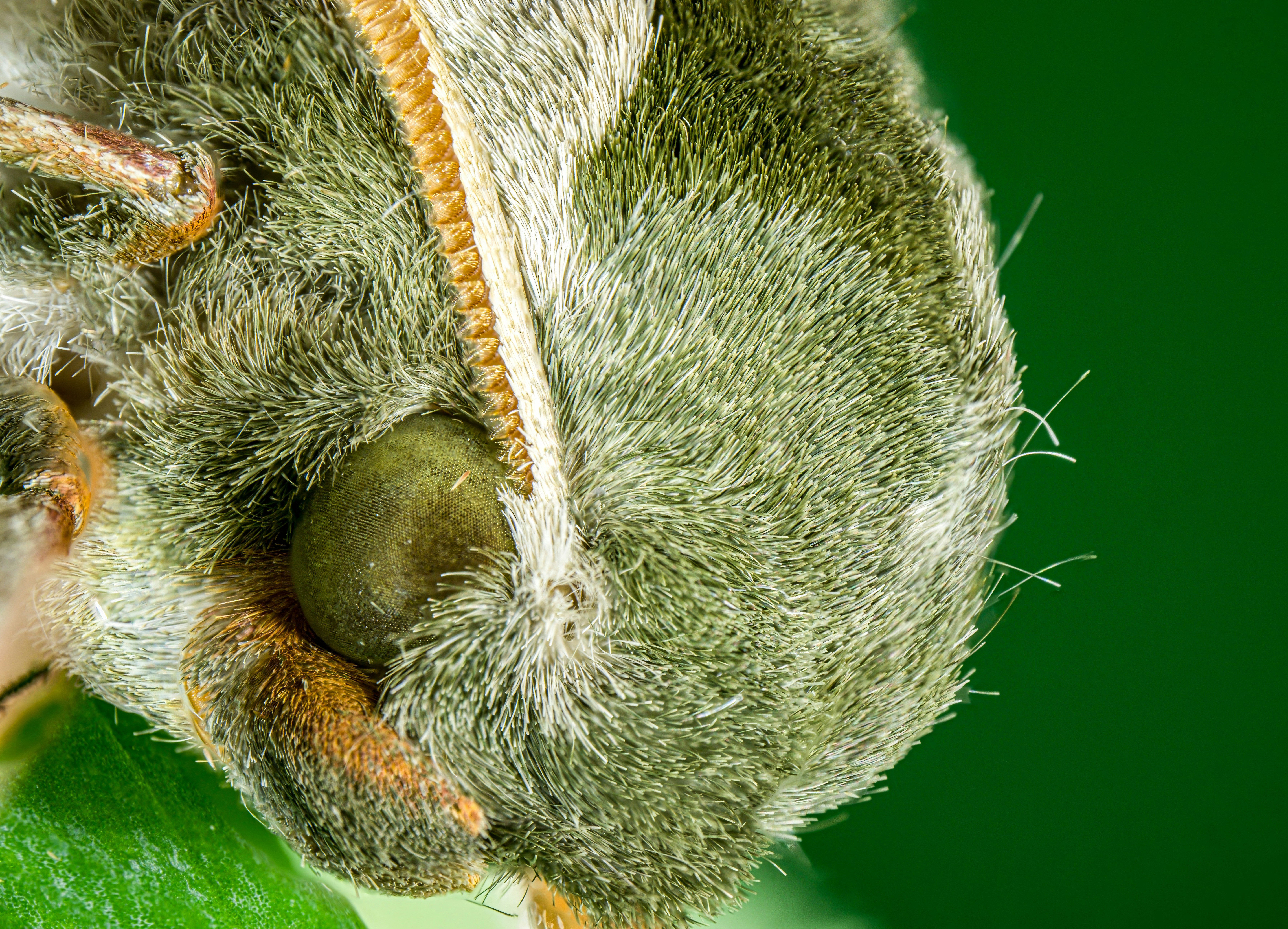 Velvet Gaze: A Macro Portrait of a Moth's Hairy Head and Emerald Eye