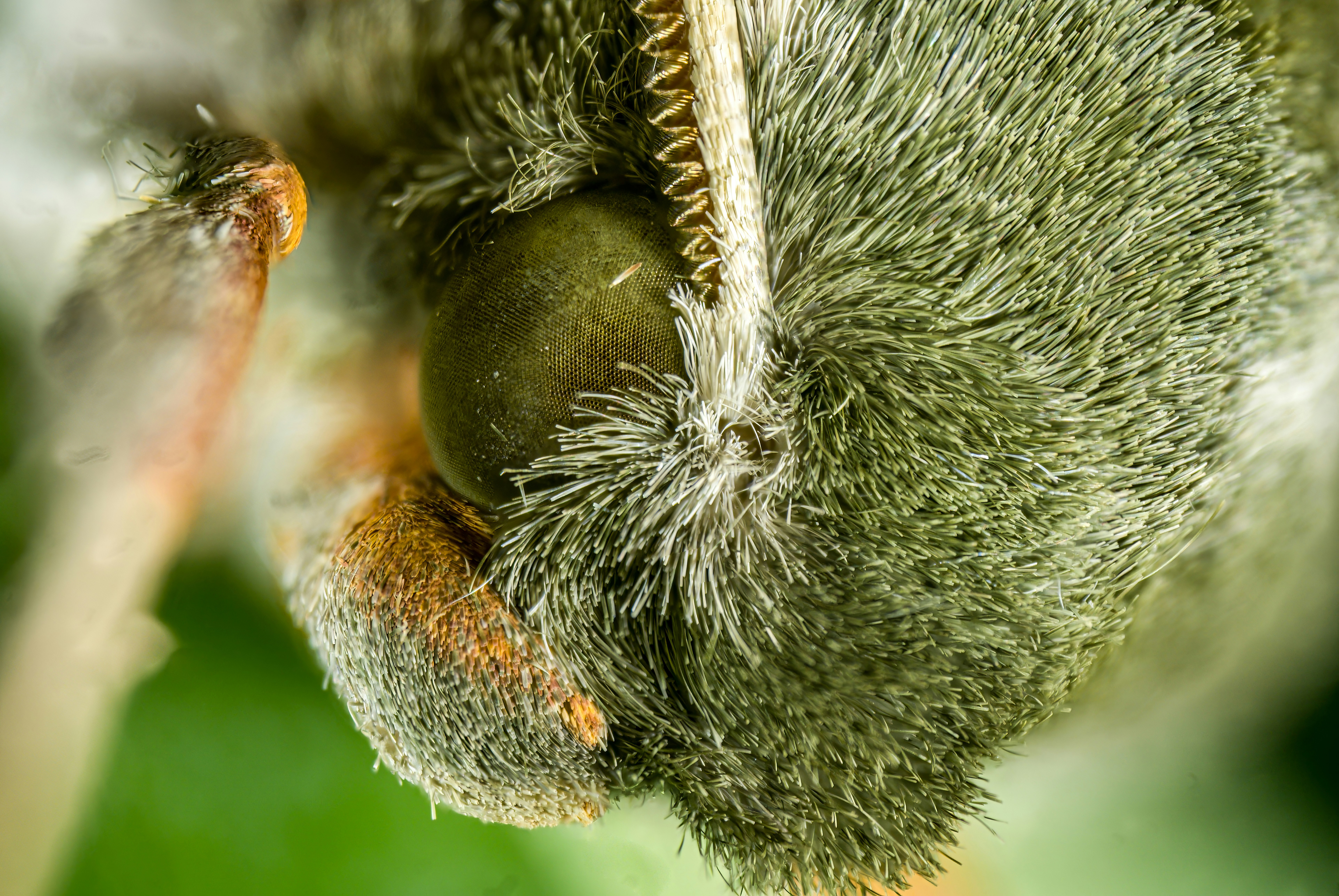 Velvet Orb: Macro Portrait of a Fuzzy Green Seed Pod