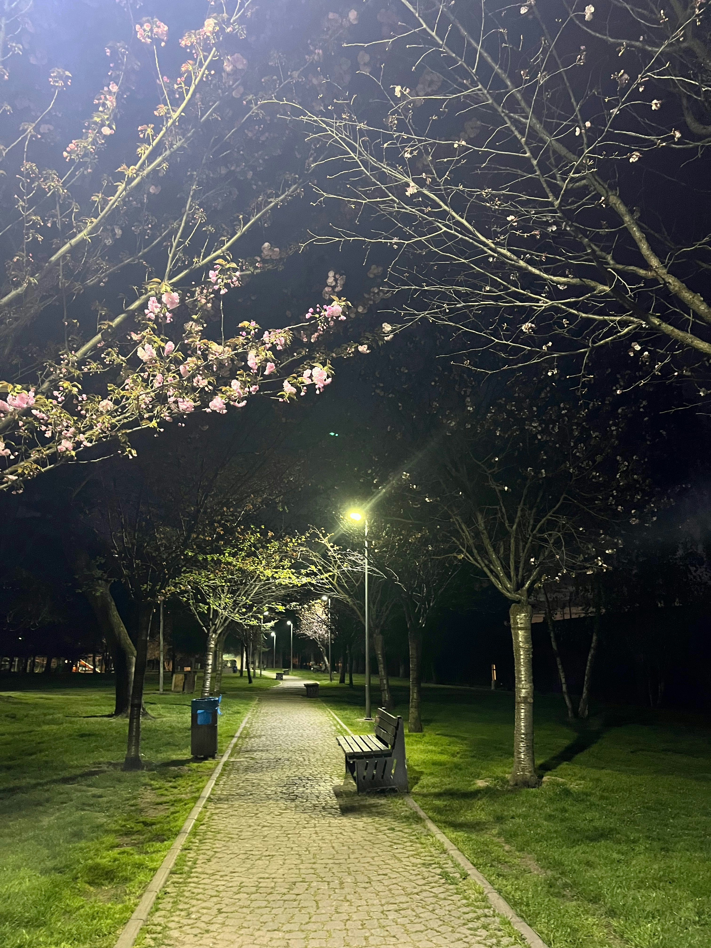 Night Walk Under a Cherry Blossom Canopy Along a Lantern-Lit Park Path