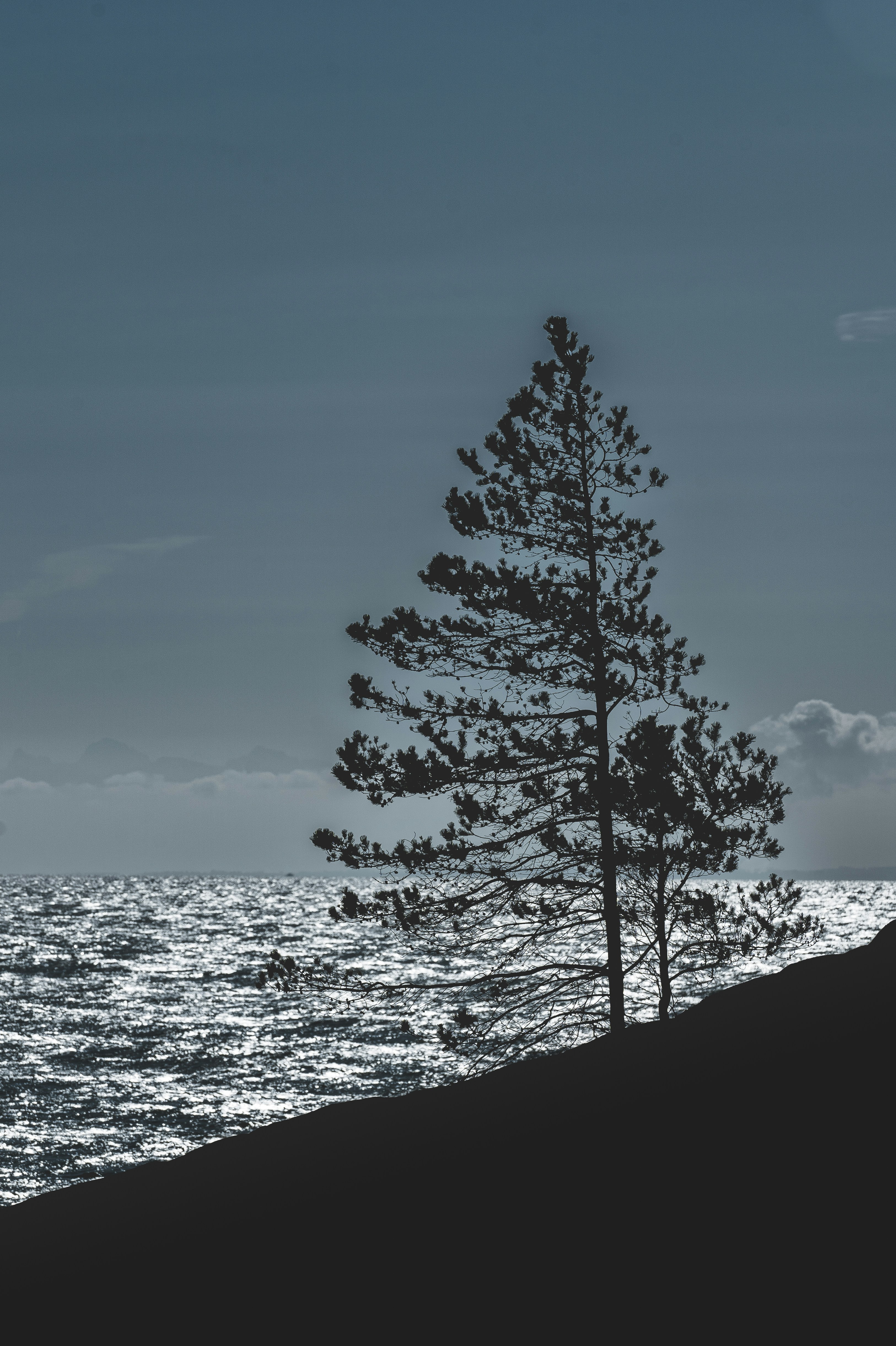 Shoreline Sentinel: The Lone Pine Overlooking a Glittering Sea