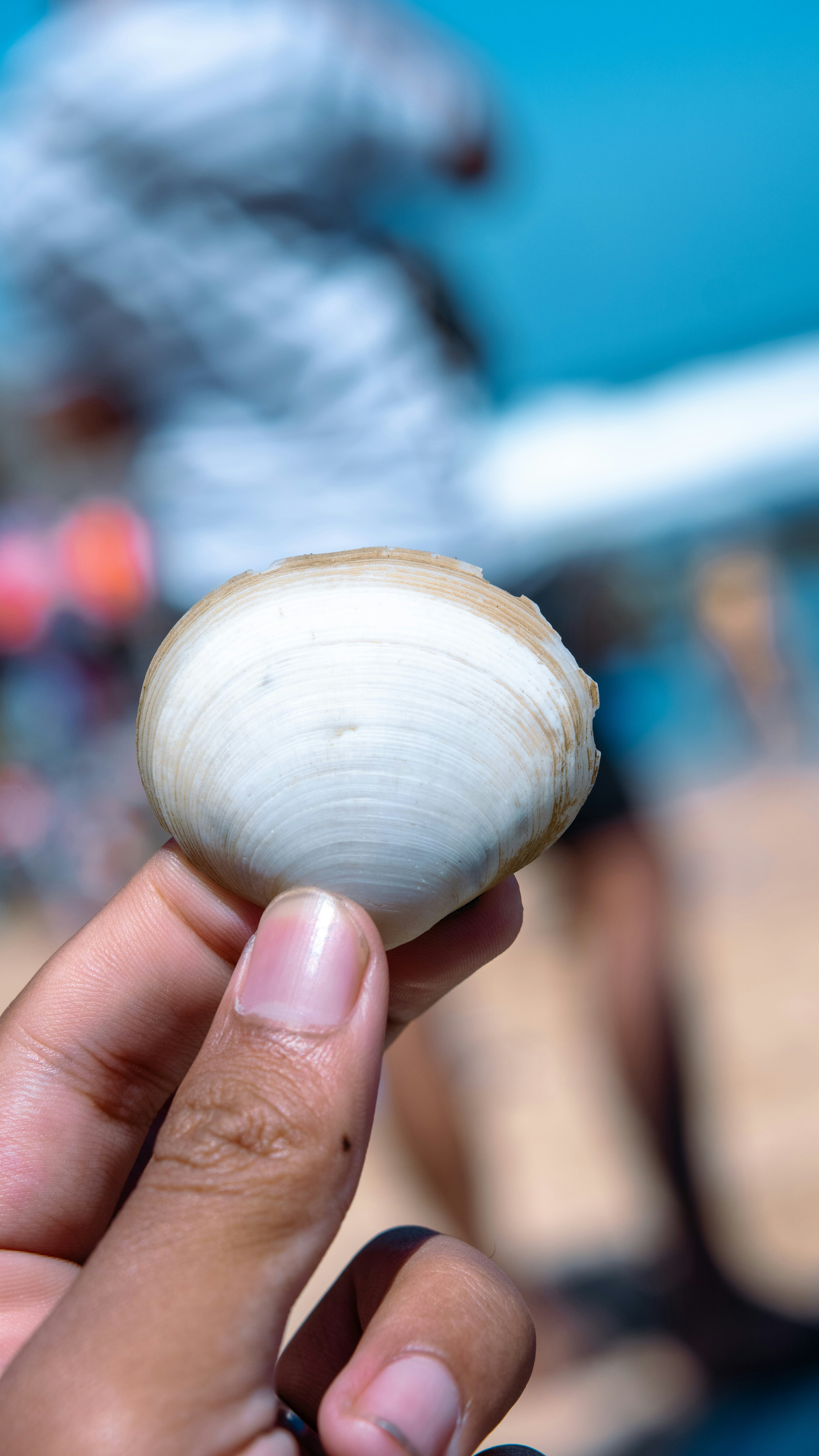 Shell in Focus: Texture and Light with a Blurred Beach Backdrop