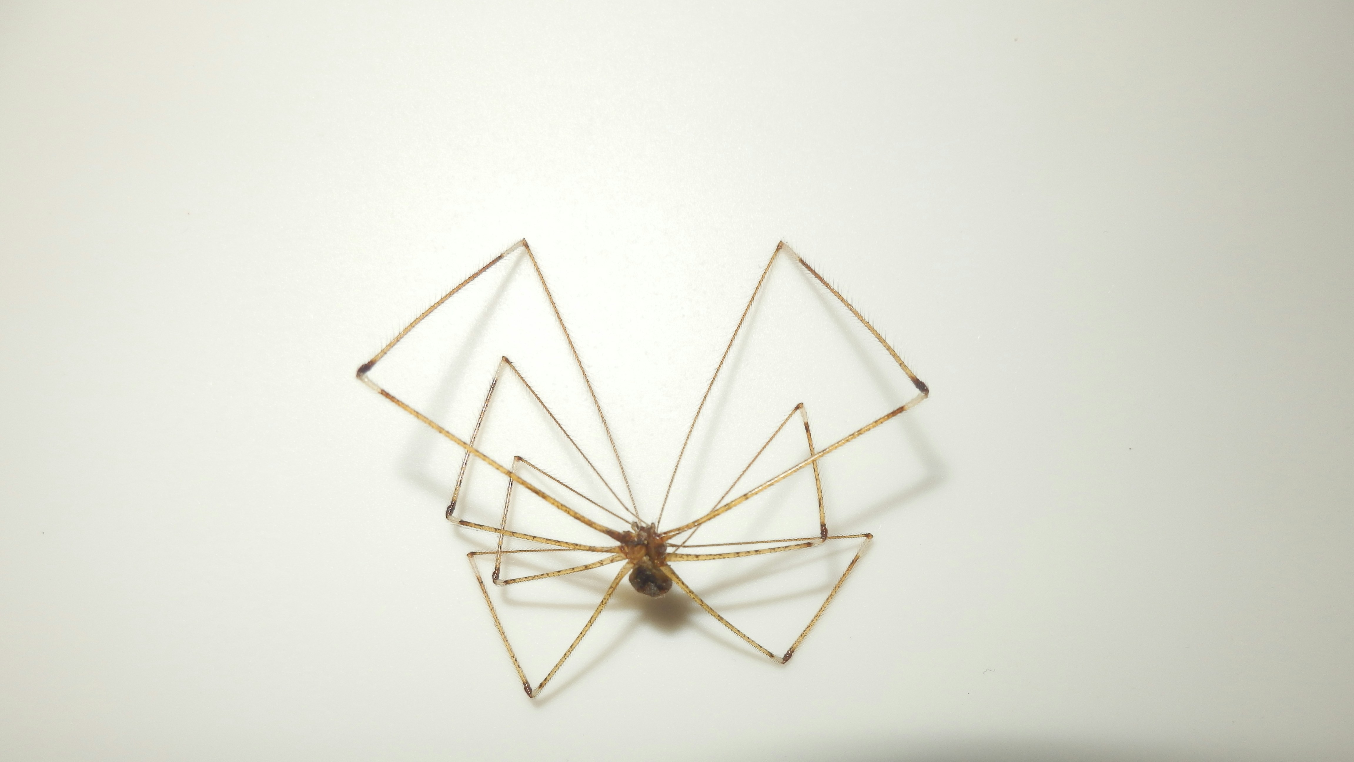 15 Surprising Benefits of Having Spiders Around - Animals Around The Globe