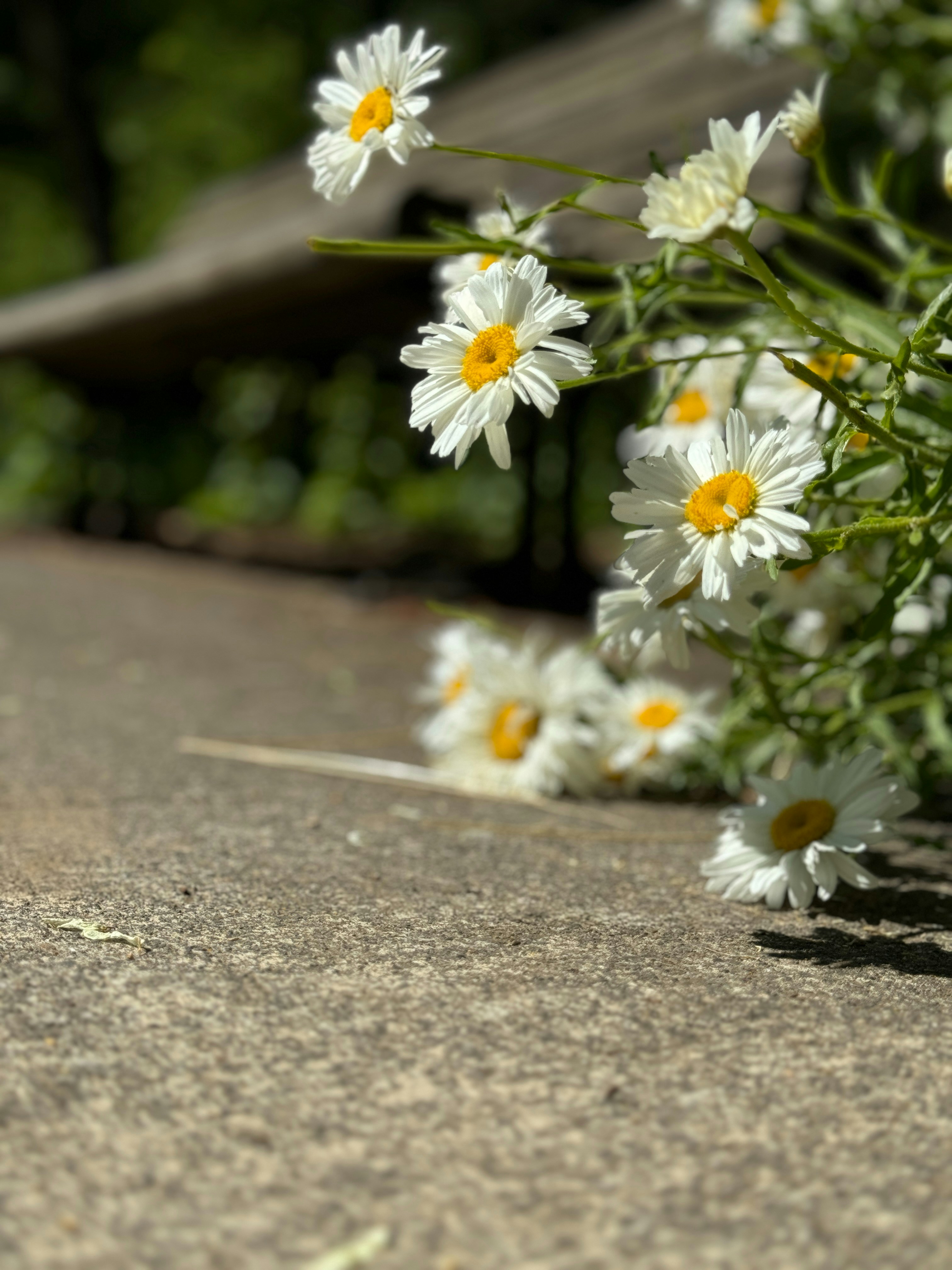 Sunlit Daisies Fringing a Quiet Concrete Path