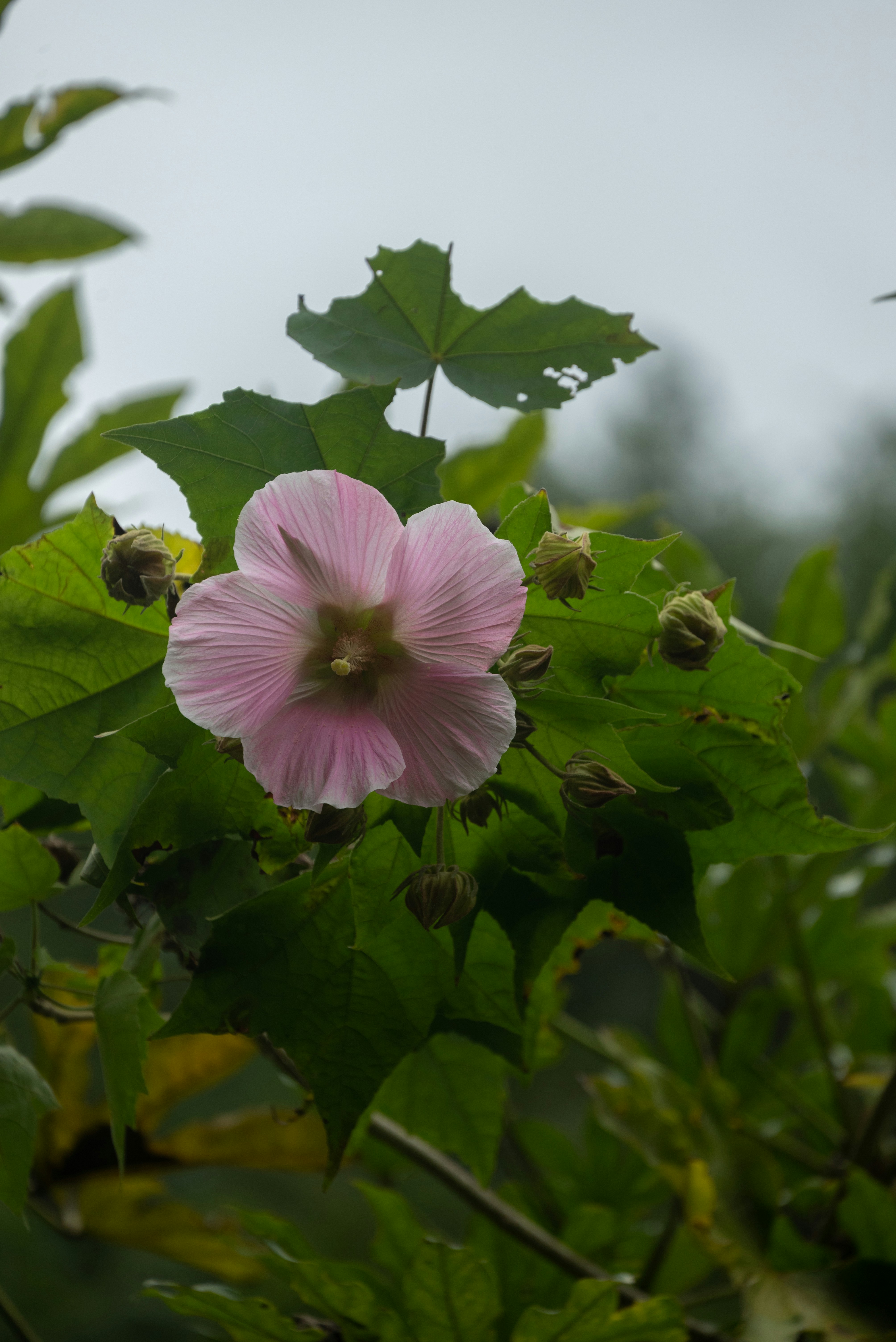 Pink Hibiscus Bloom Under a Canopy of Buds and Leaves