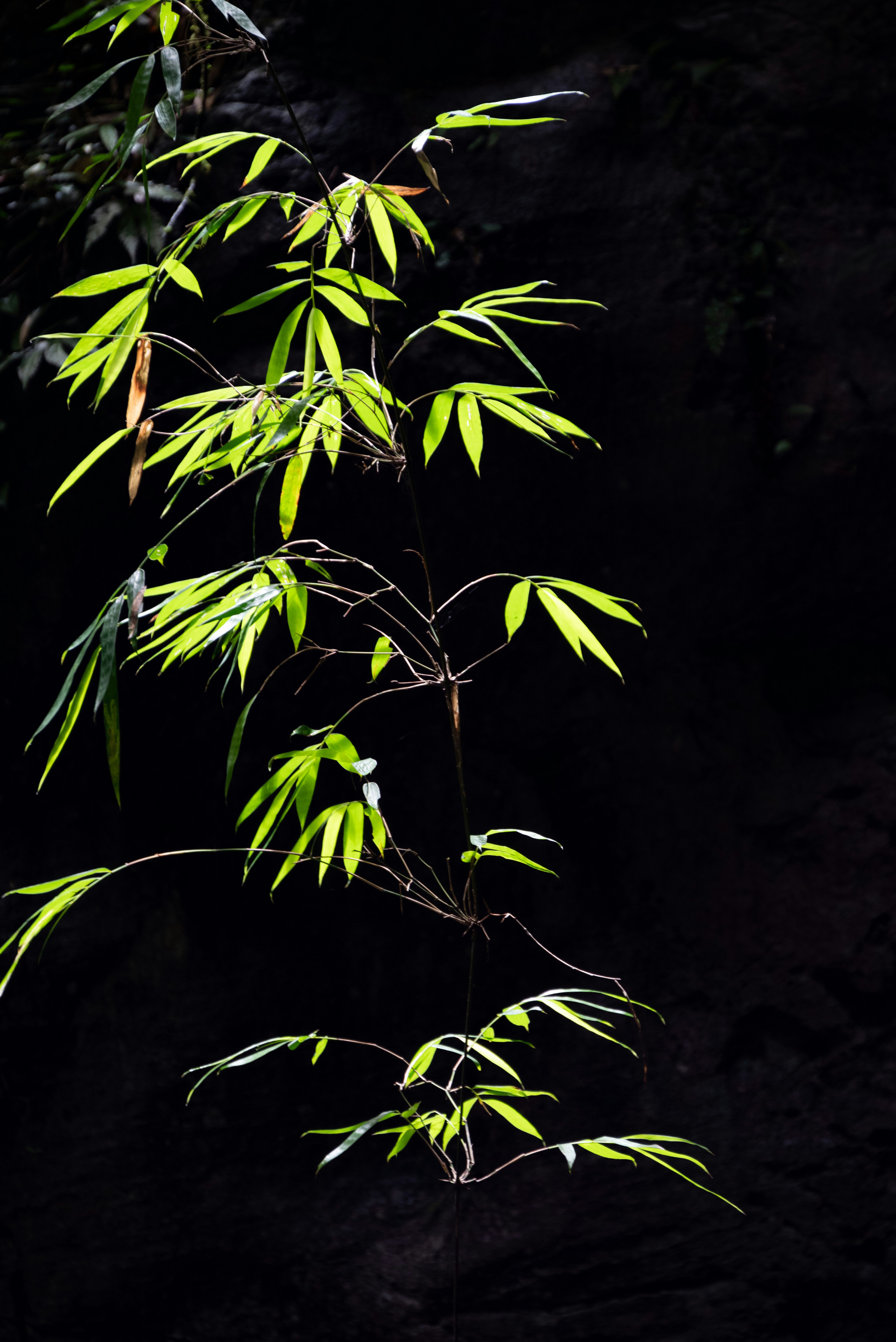 Emerald Threads Against a Velvet Shadow