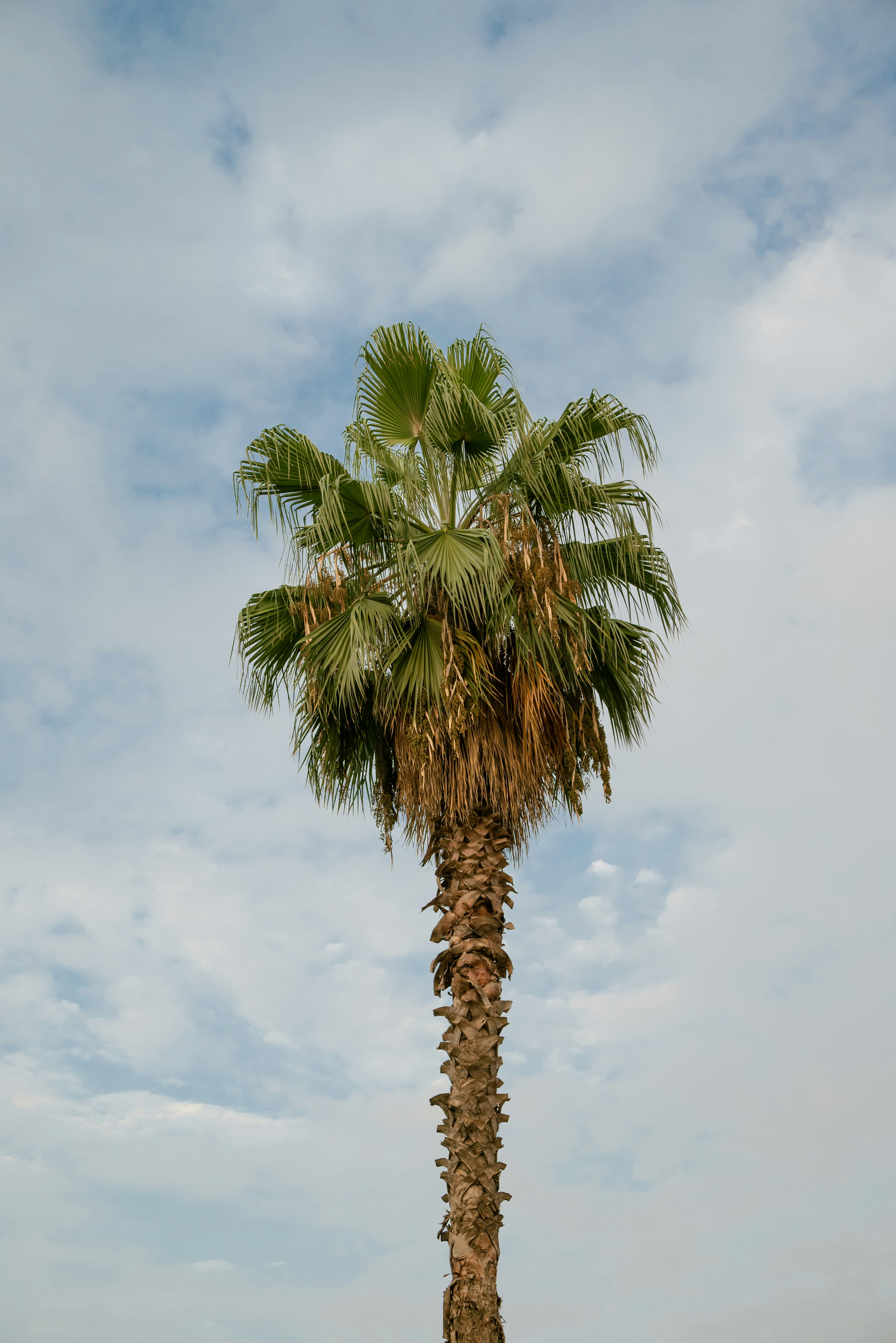 A tall palm tree sitting on top of a lush green field photo – Free ...