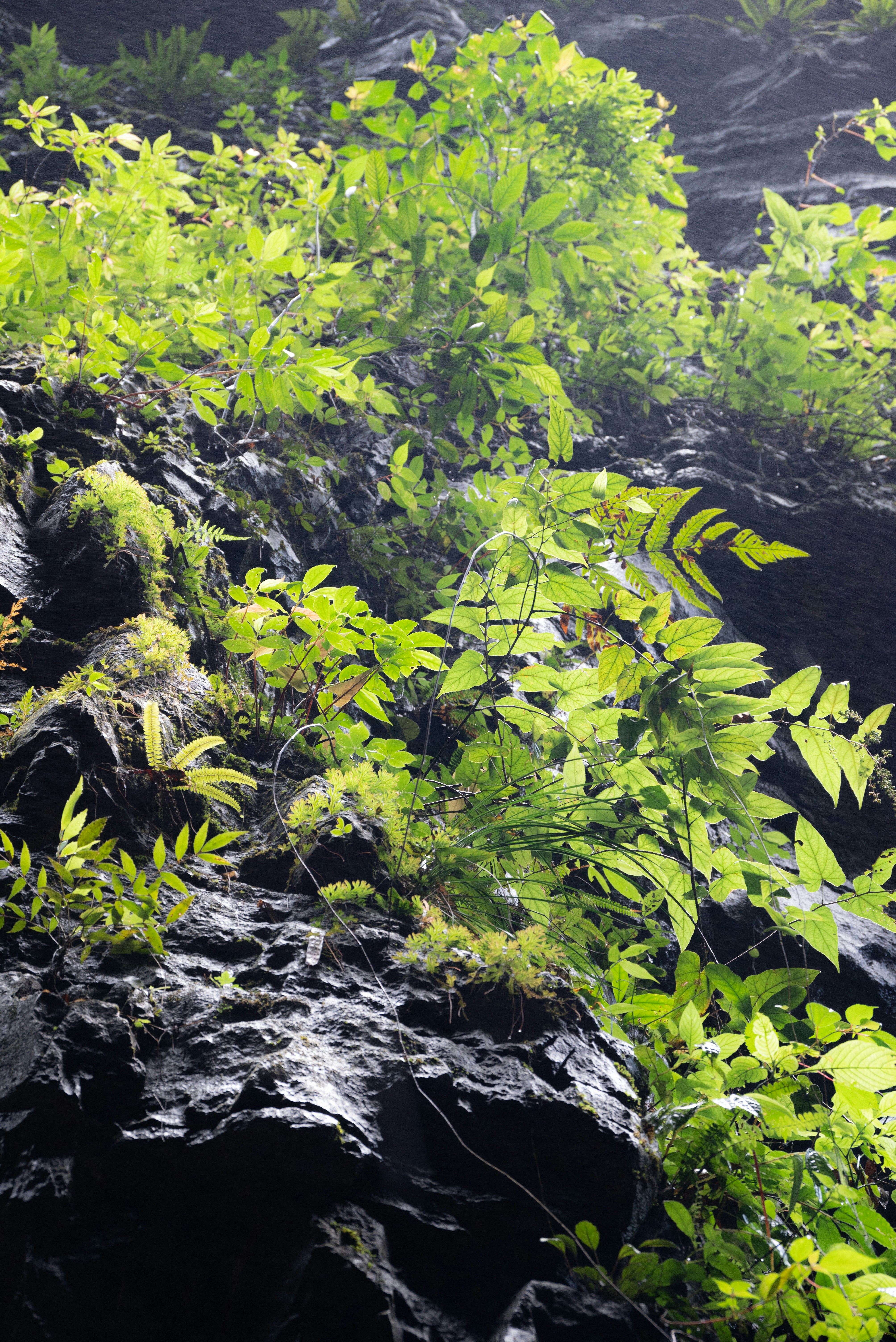 Lush Green Ferns and Moss Cling to Weathered Rock Faces