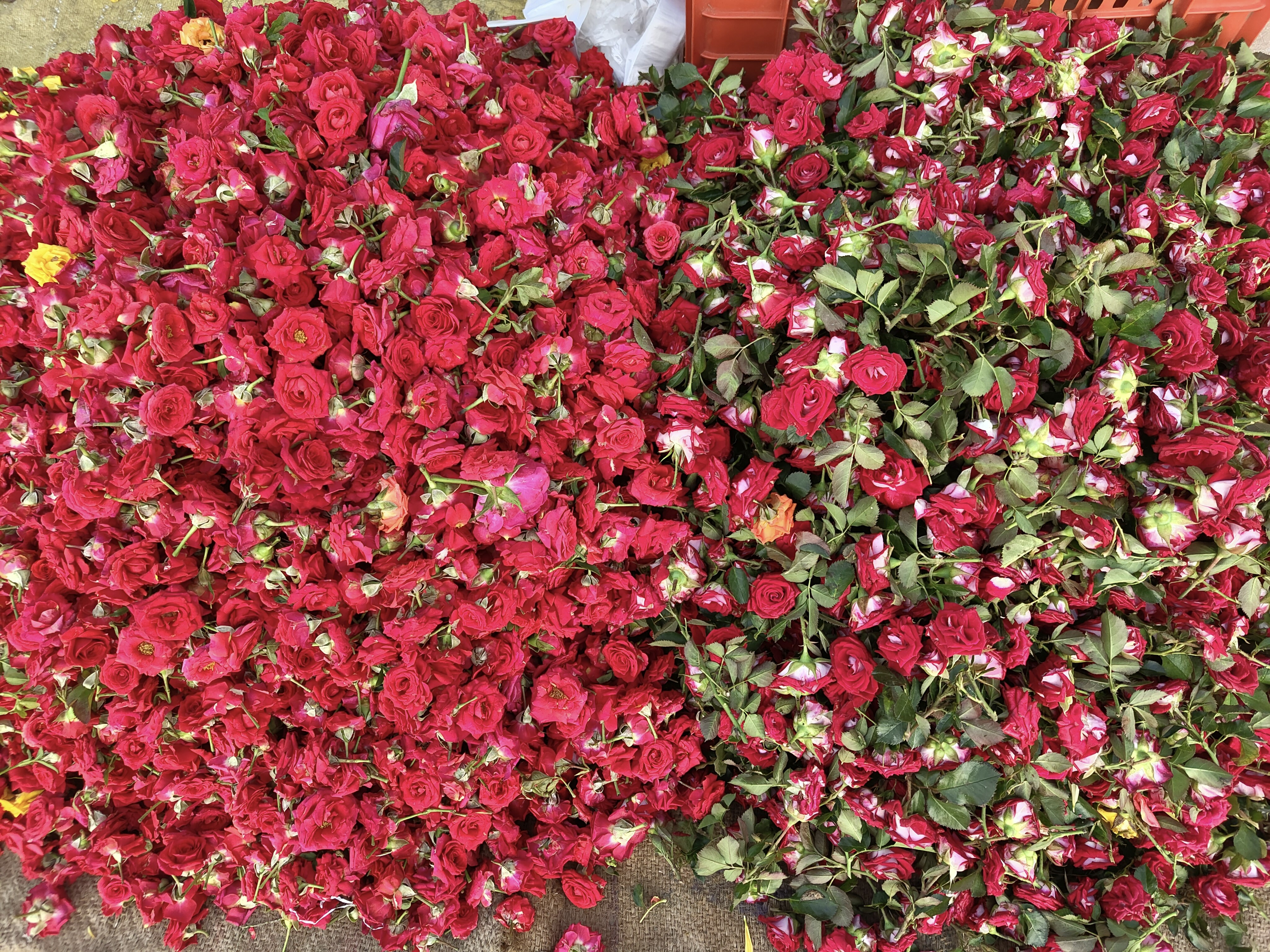 Dense border of red roses with pink-tinged blooms along a garden edge, captured in bright daylight to emphasize color saturation.