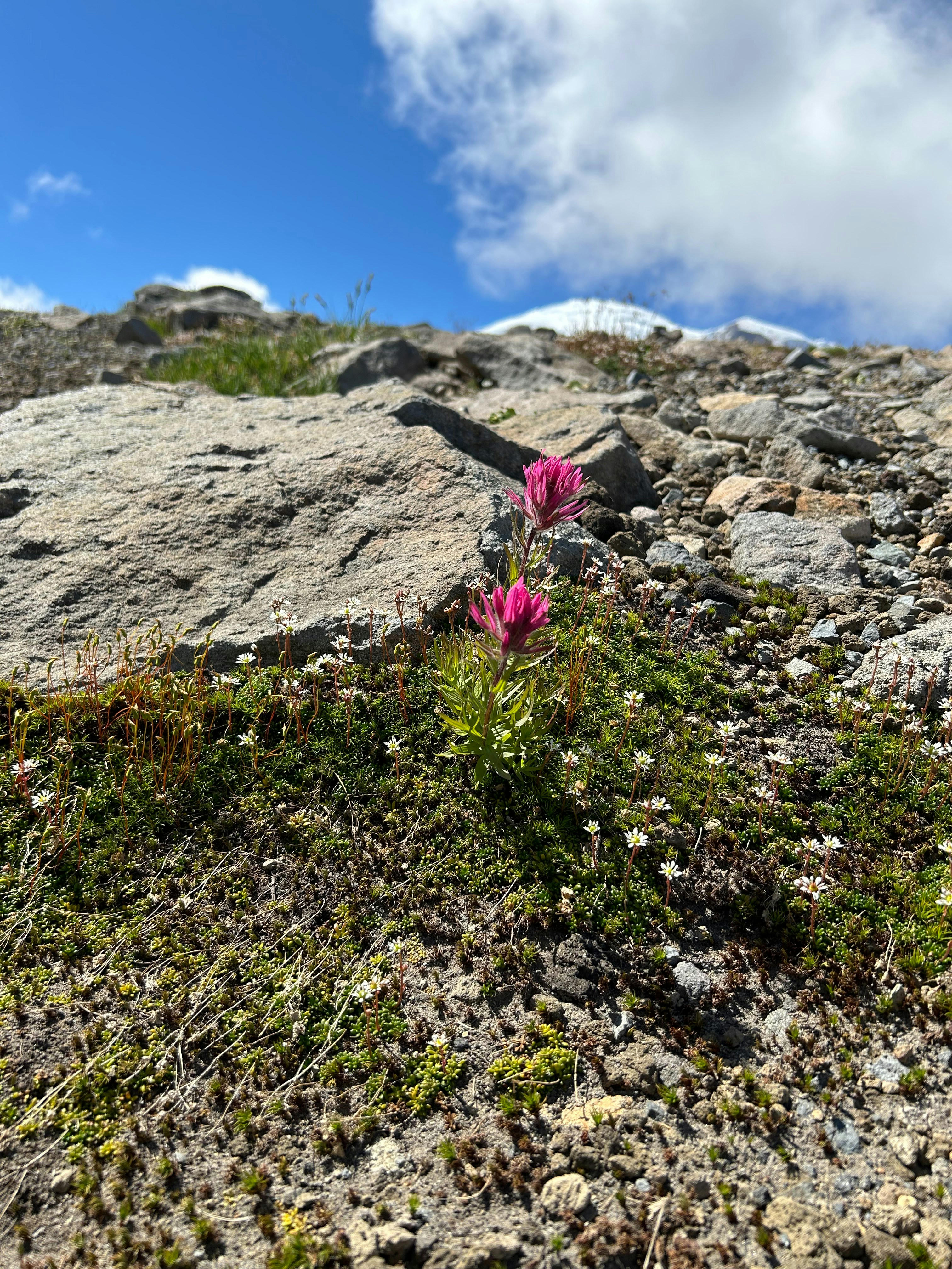 Alpine Pink Resilience: A Lone Bloom Among Granite