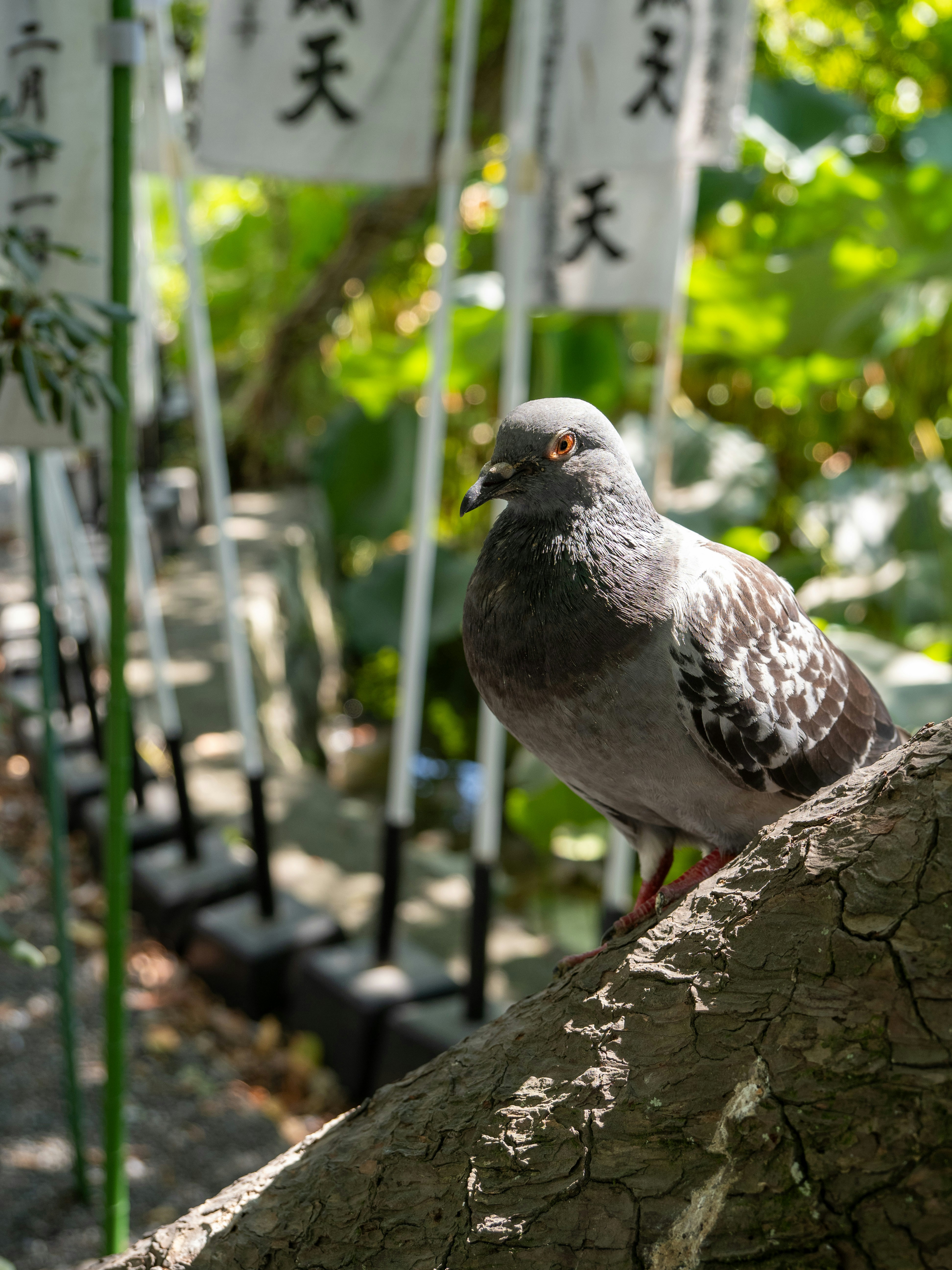 Perched Pigeon Among Shrine Banners in Dappled Sunlight