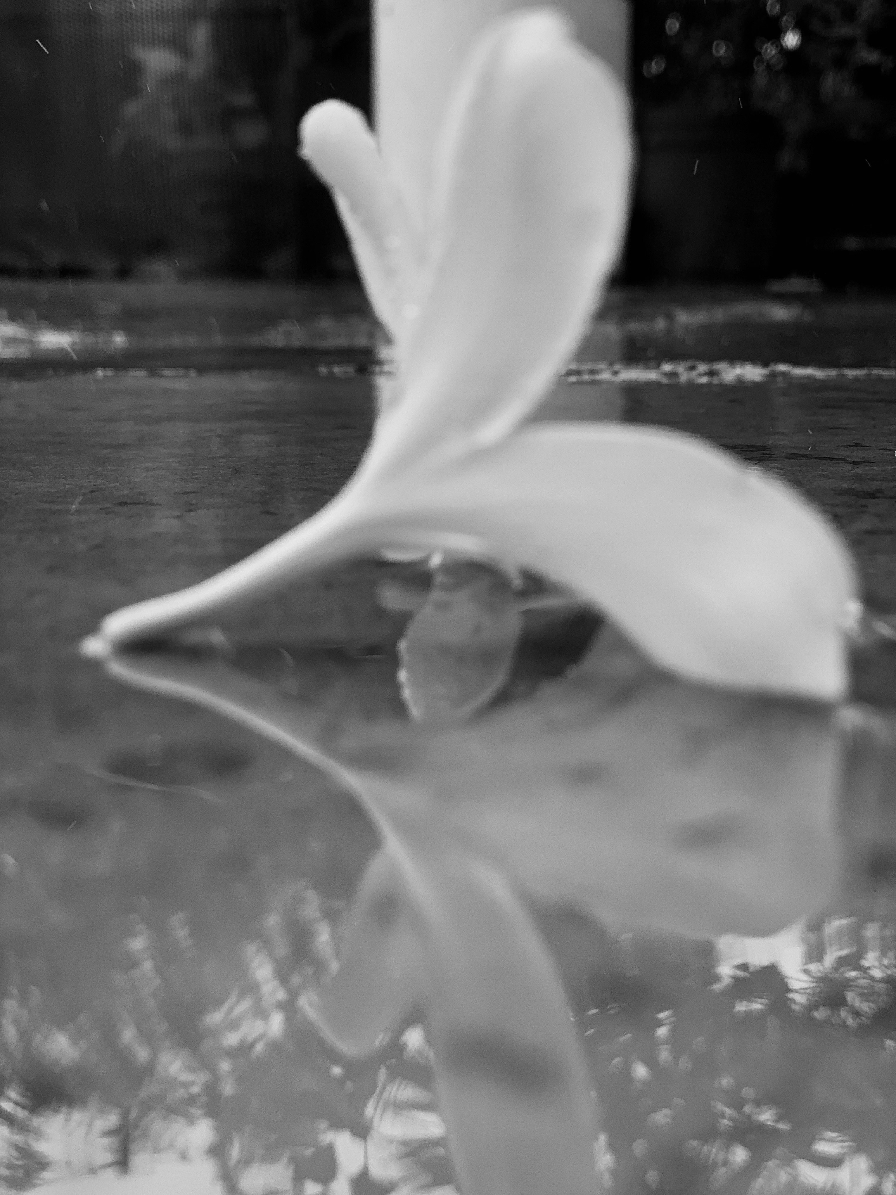 Floating Petal Over Water: A Quiet Monochrome Reflection