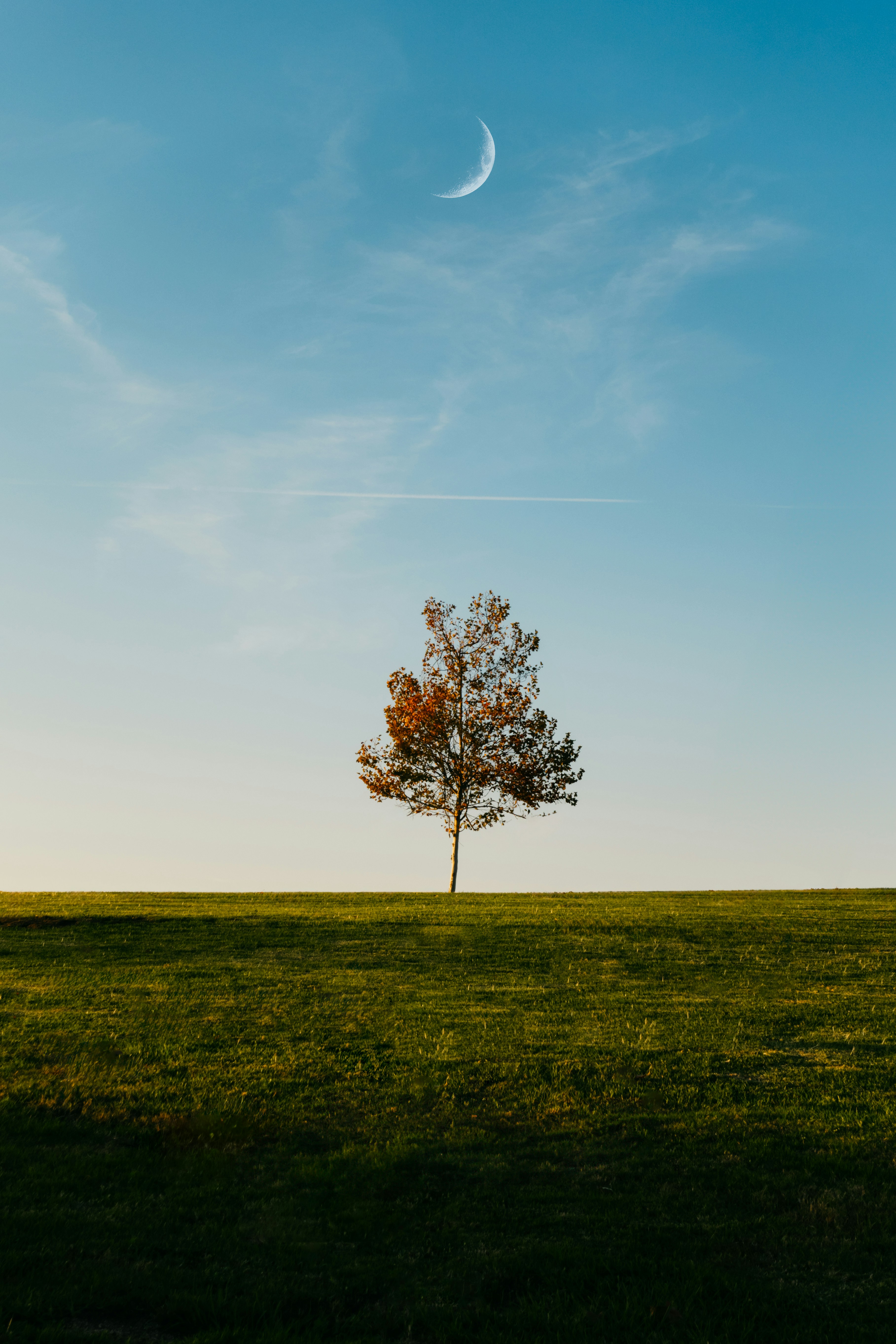 Un arbre solitaire dans un champ herbeux sous un ciel bleu photo ...