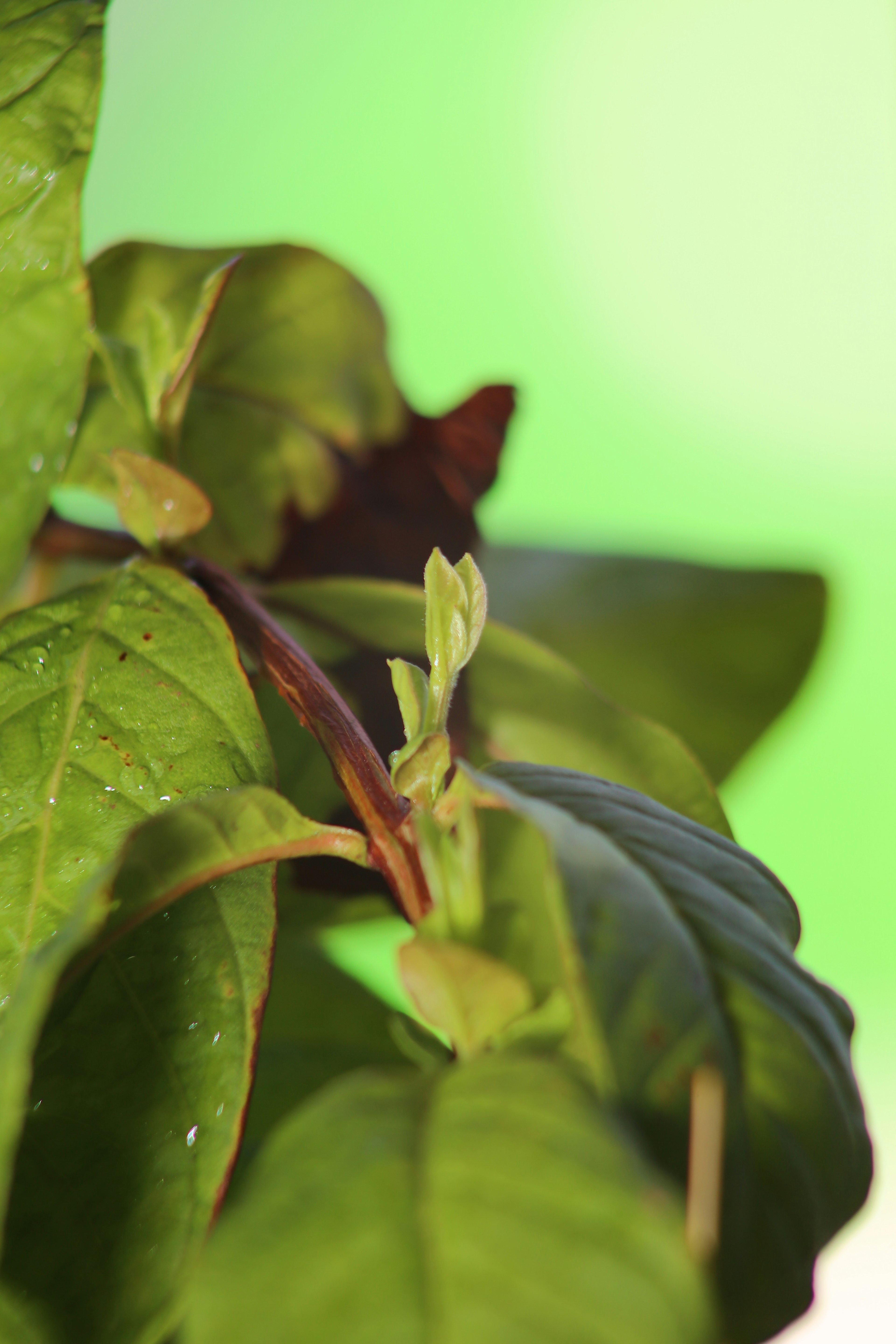 Emerging Leaf Bud Amid Emerald Foliage