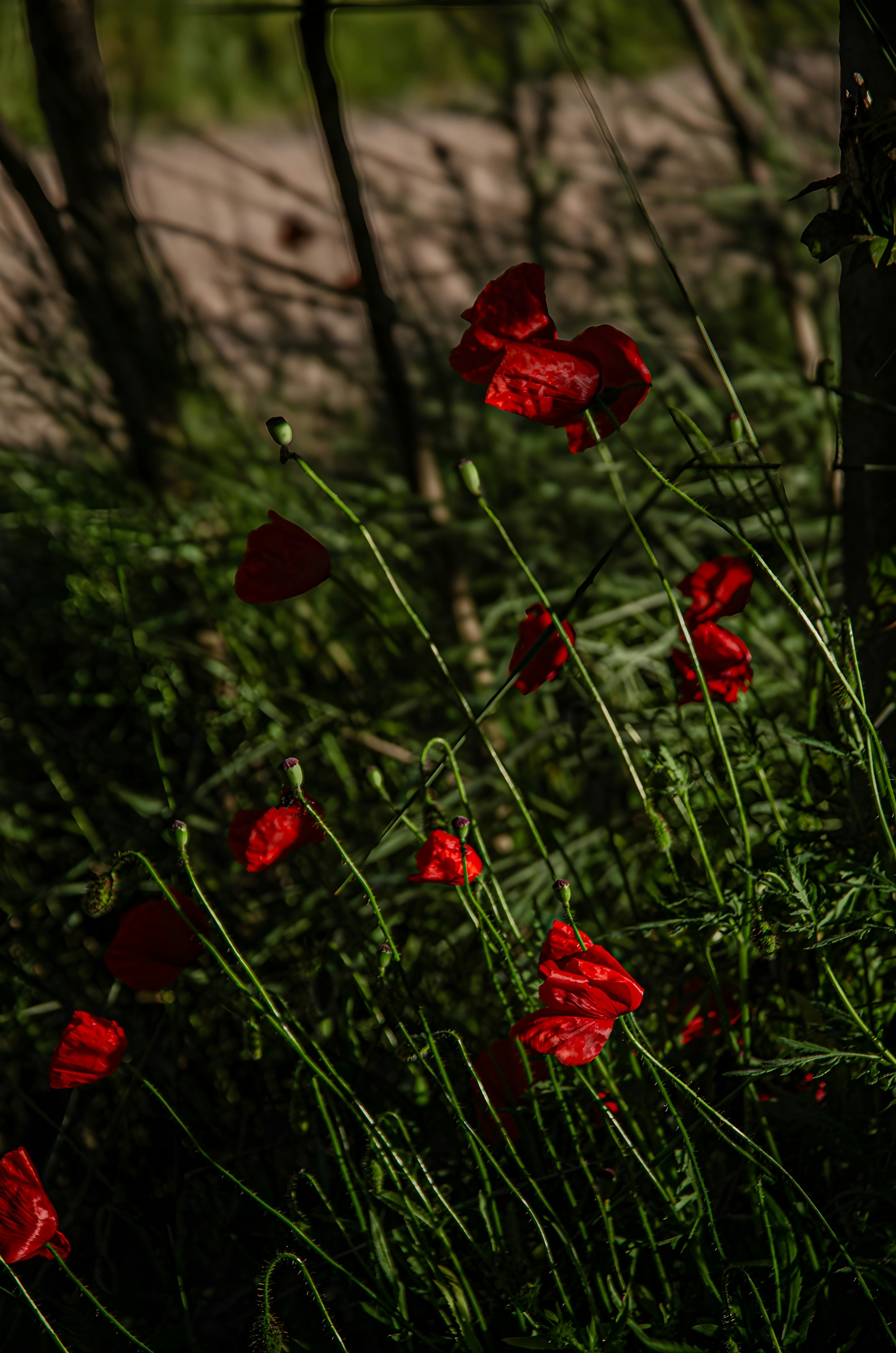 Un champ de fleurs rouges à côté d’une clôture photo – Image gratuite ...
