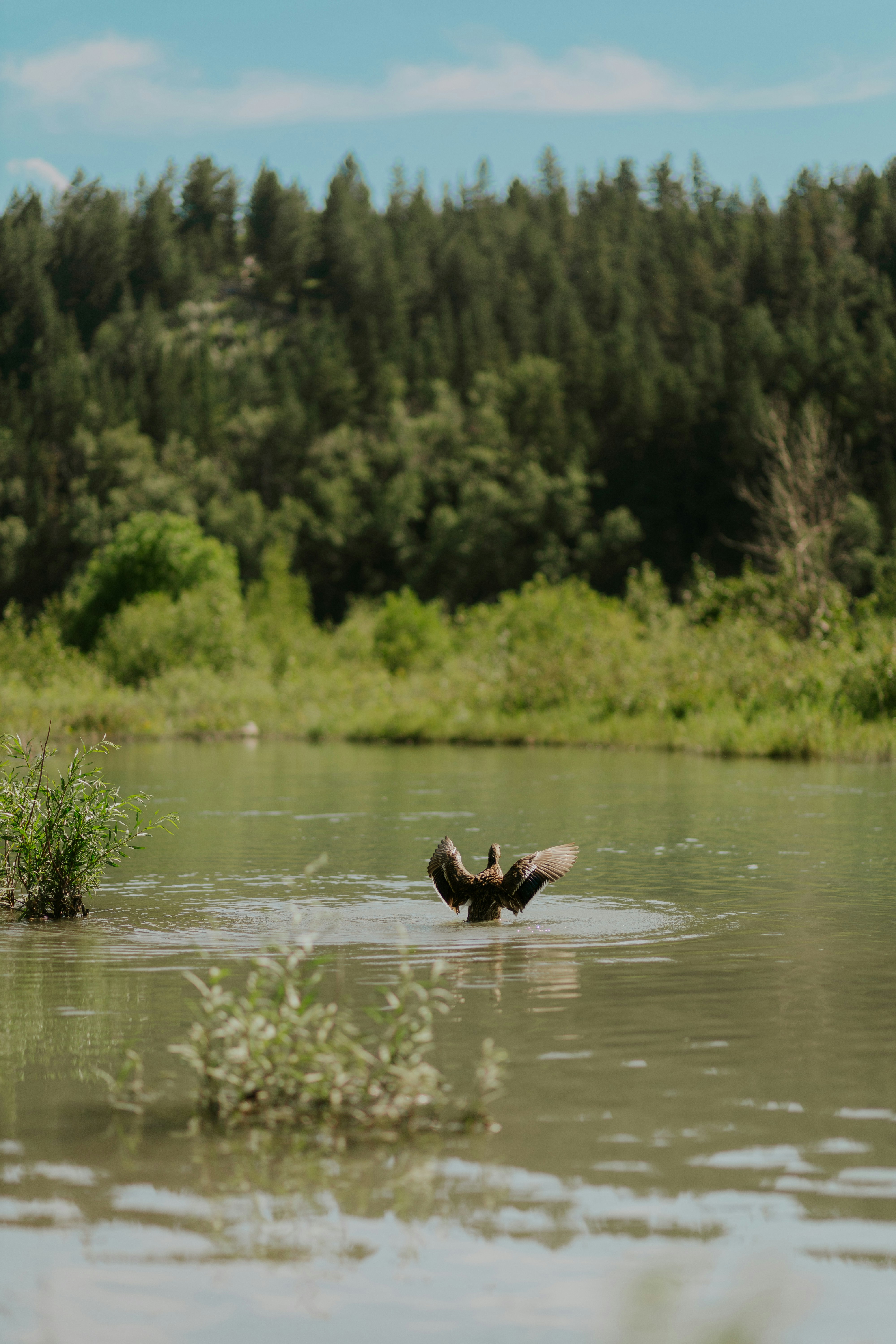 Wingbeat at the River's Edge: A Marsh Bird's Bold Takeoff