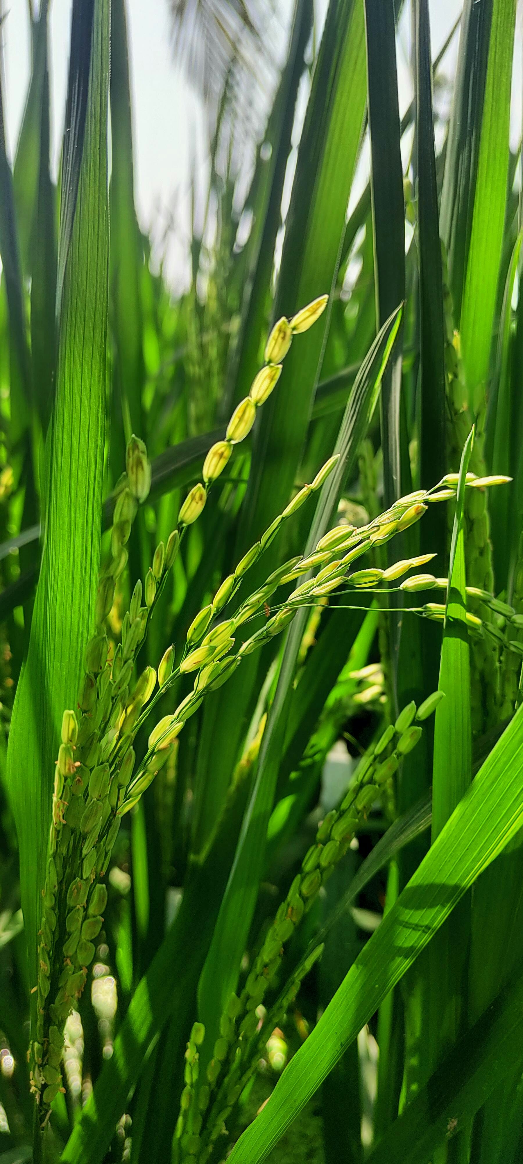 A close up of a green plant with lots of leaves