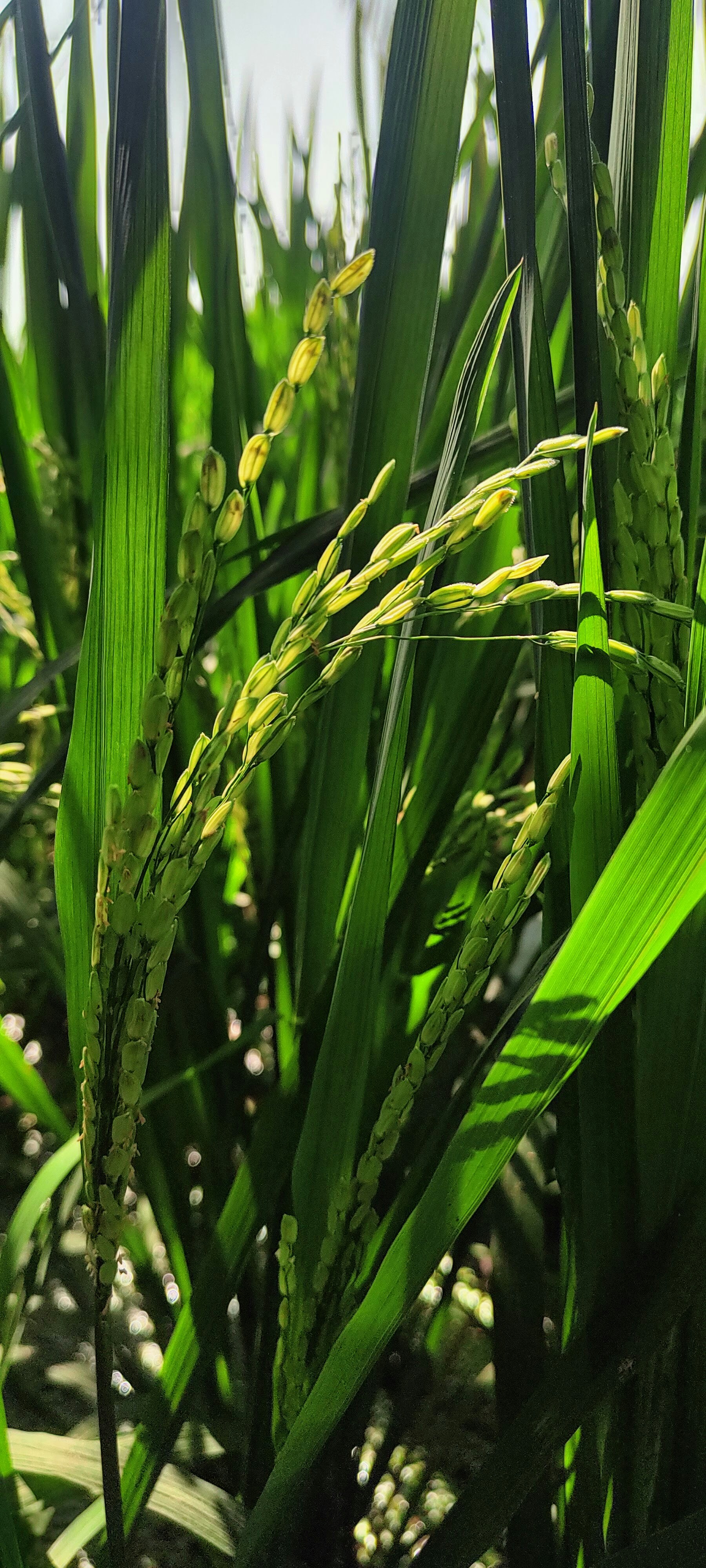Close-up photograph of rice panicles among vibrant green leaves, bathed in sunlight to reveal texture and structure.