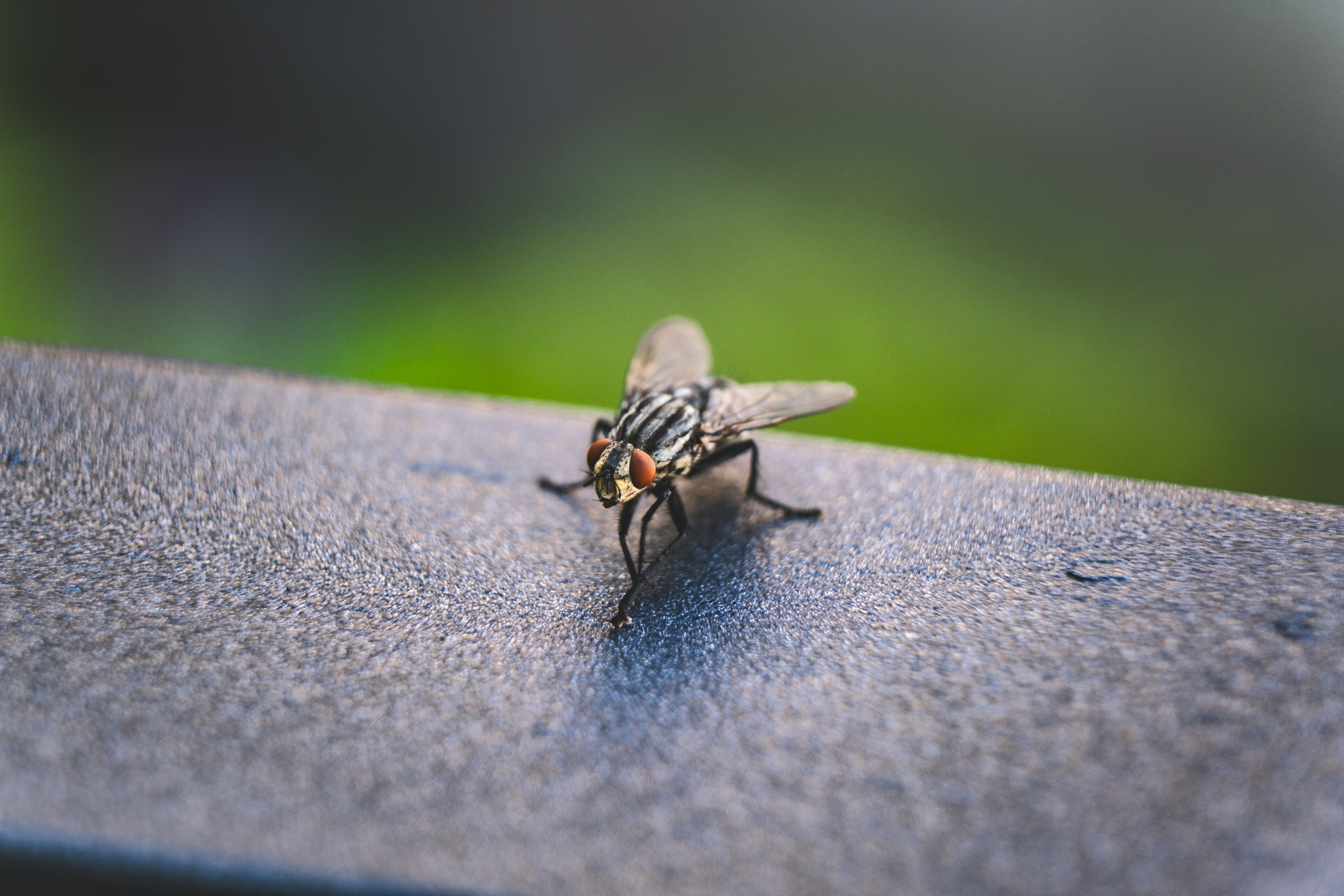 A close up of a fly on a surface photo – Free Animal Image on Unsplash