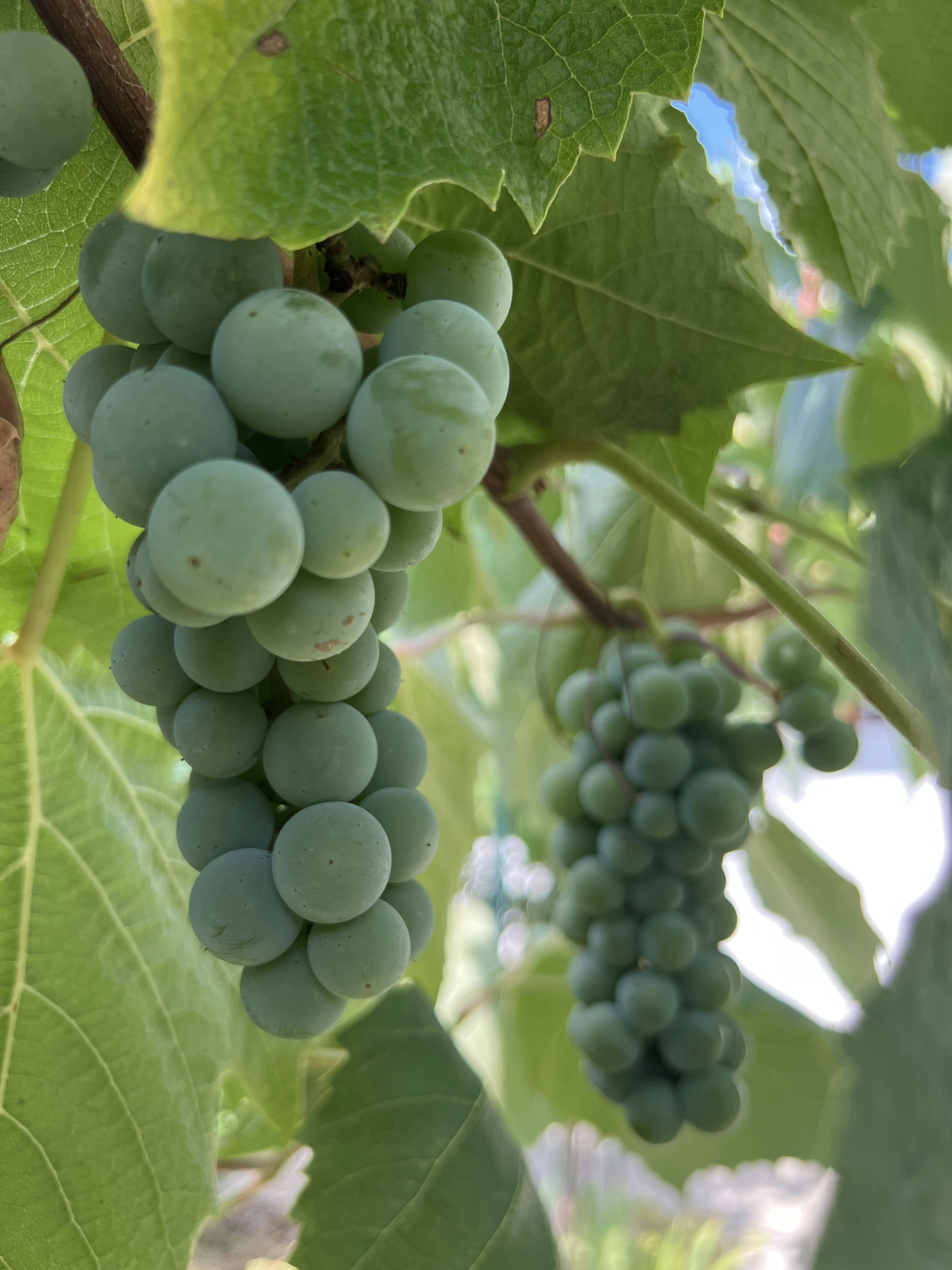 Bunches of Green Delights Ripening Under Vine Leaves