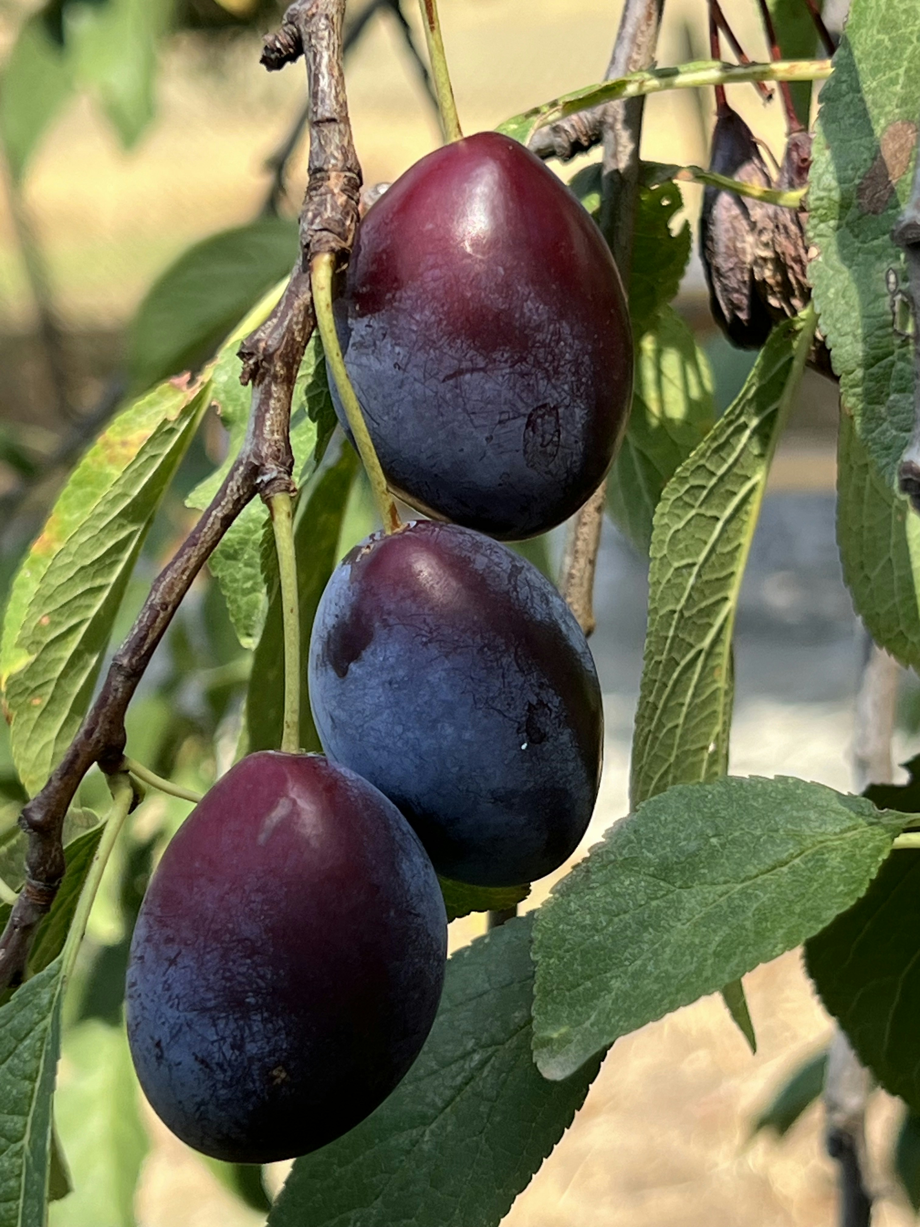 Plums hanging from a tree with green leaves photo – Free Plum Image on ...